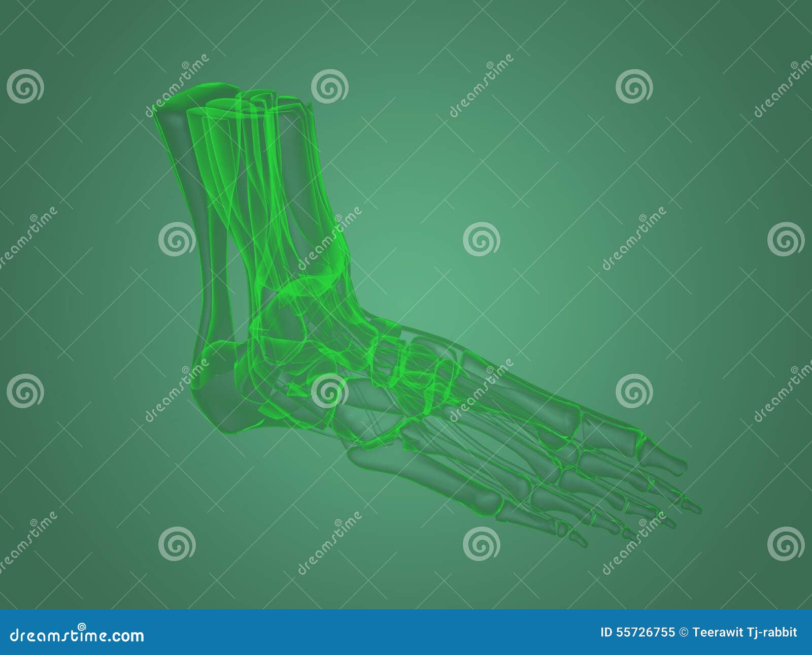 X-ray Foot Anatomy Royalty-Free Stock Photo | CartoonDealer.com #55726755