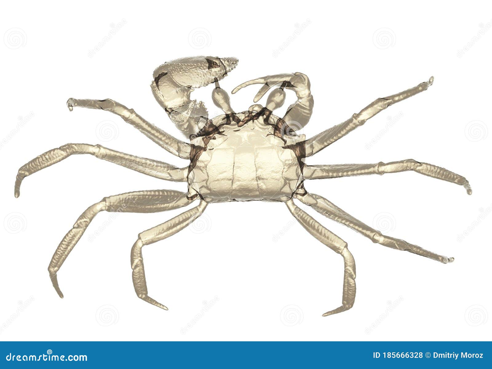 X-ray ghost crab stock illustration. Illustration of radiography ...