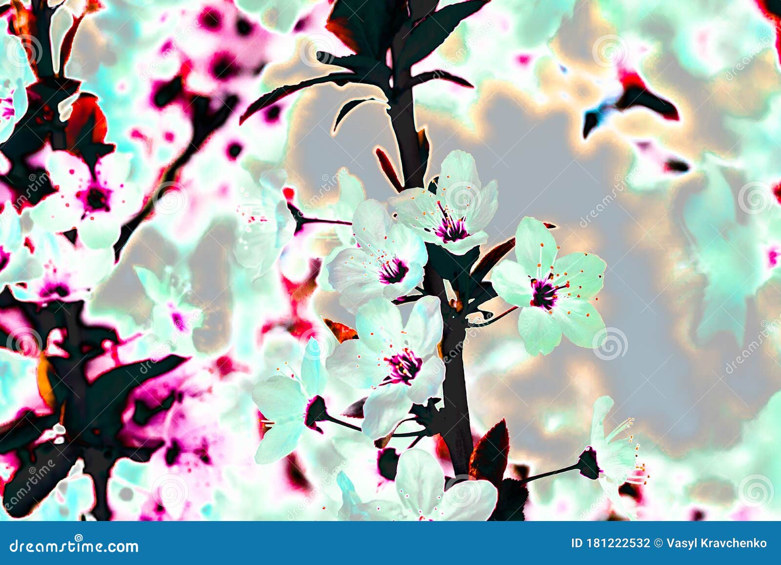 X-ray Glow Effect of Spring Cherry Tree Flowers. Blooming Trees Stock ...