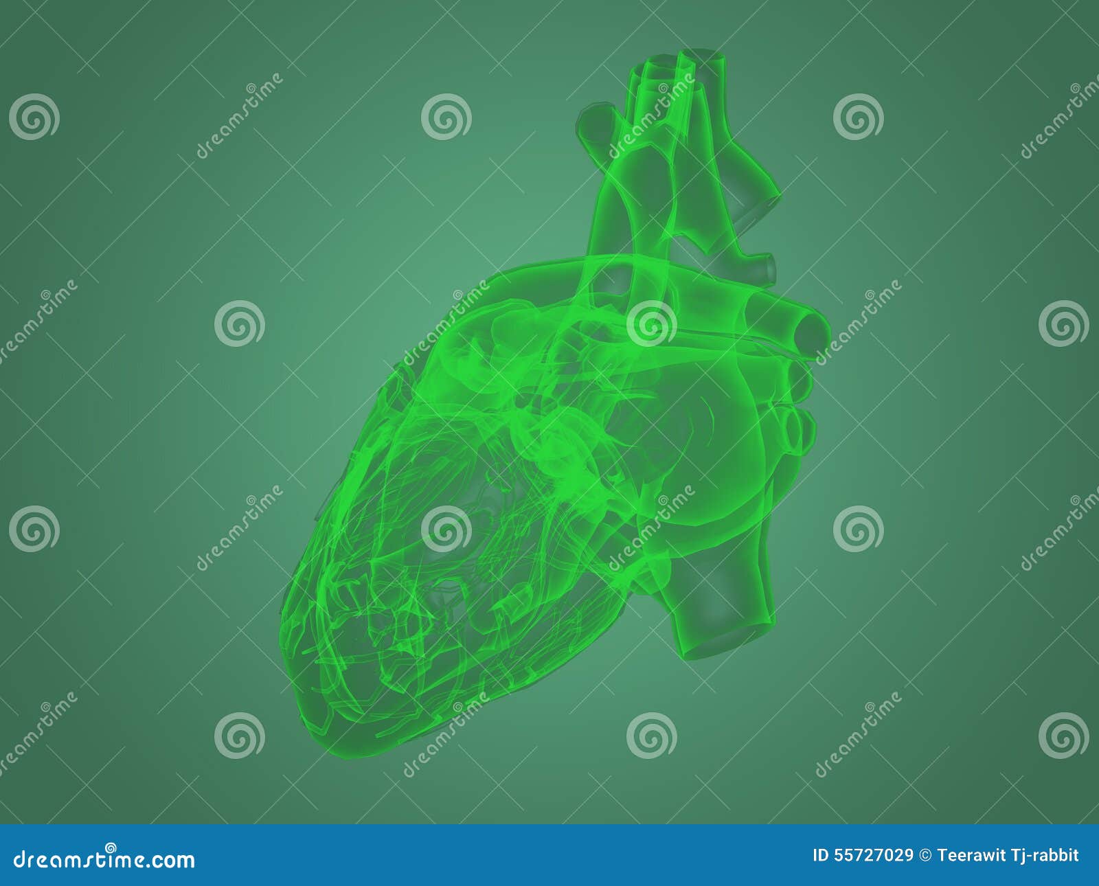 Anatomical Heart Ray Stock Illustrations – 1,310 Anatomical Heart Ray ...
