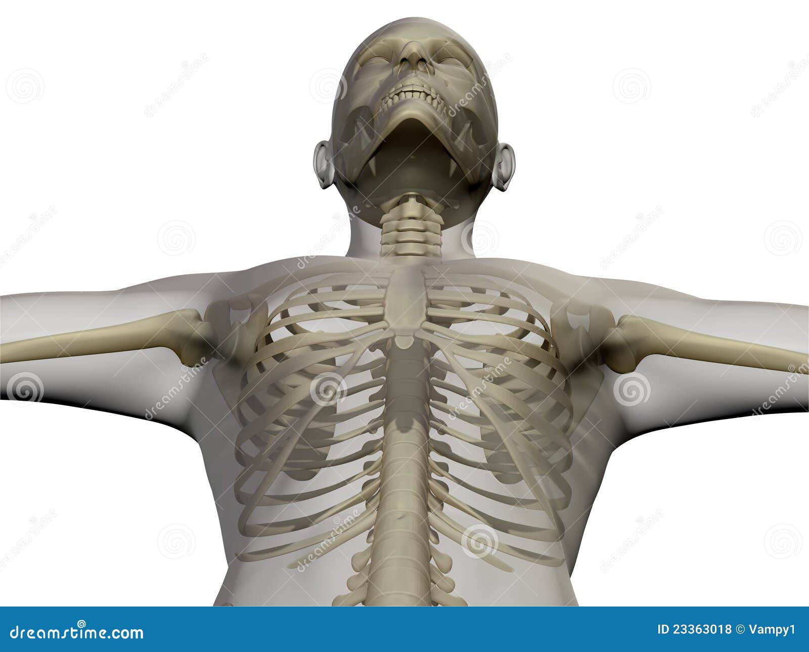 X Ray of Human Body and Skeleton Stock Illustration - Illustration of ...