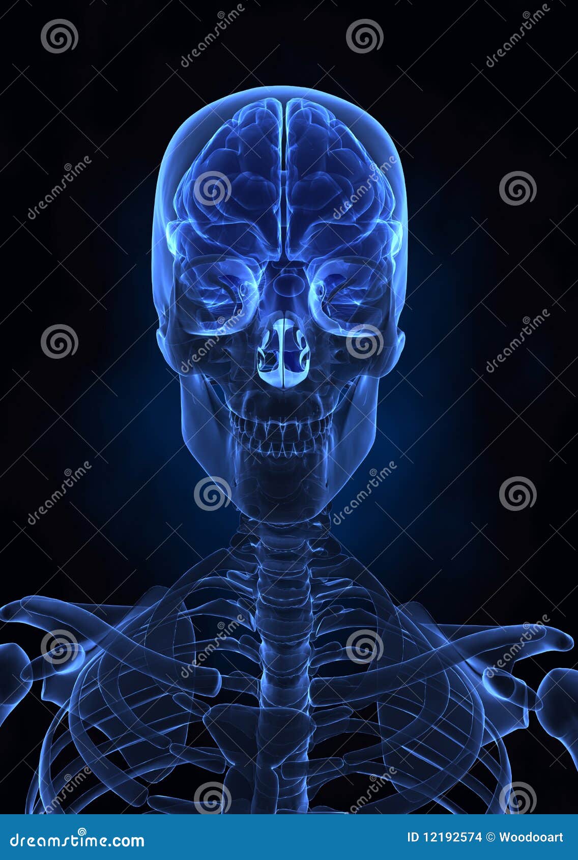 X- Ray Human Brain, Pain and Skeleton Stock Photo - Image of organs ...
