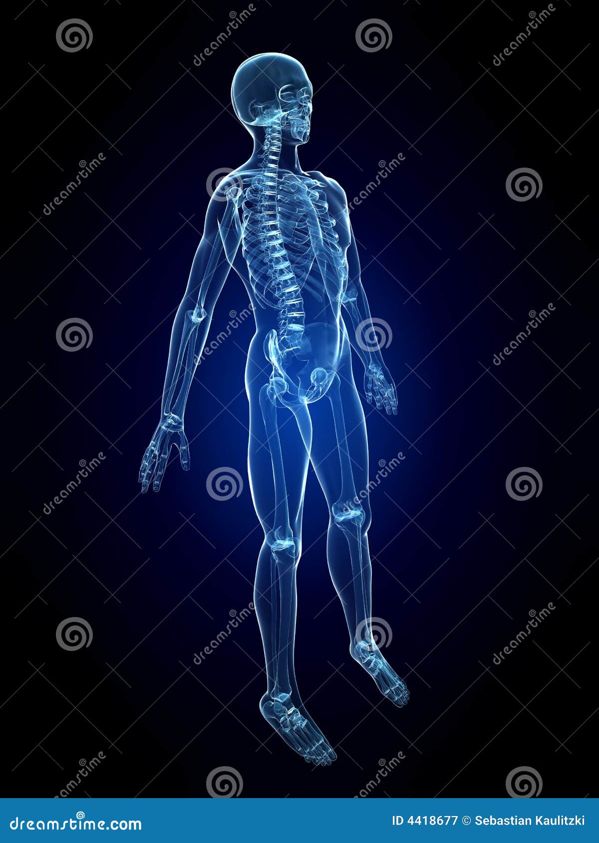 X-ray human skeleton stock illustration. Illustration of biological ...