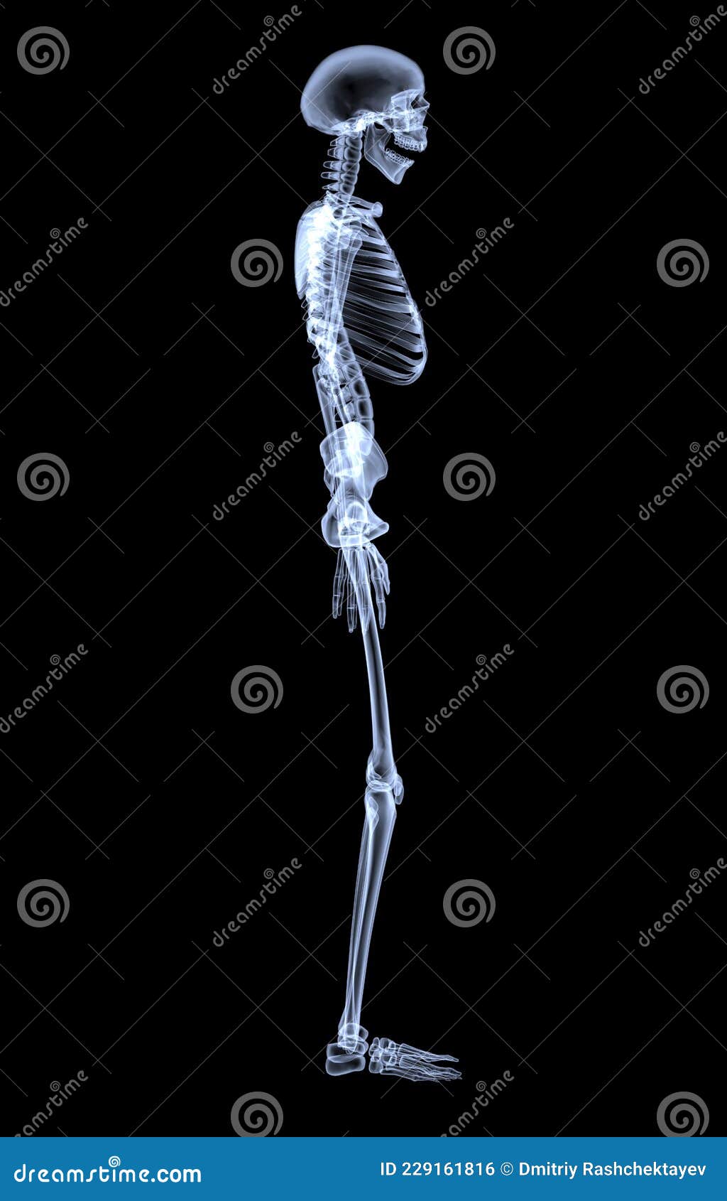 X-ray of the Human Skeleton. Side View Stock Illustration ...