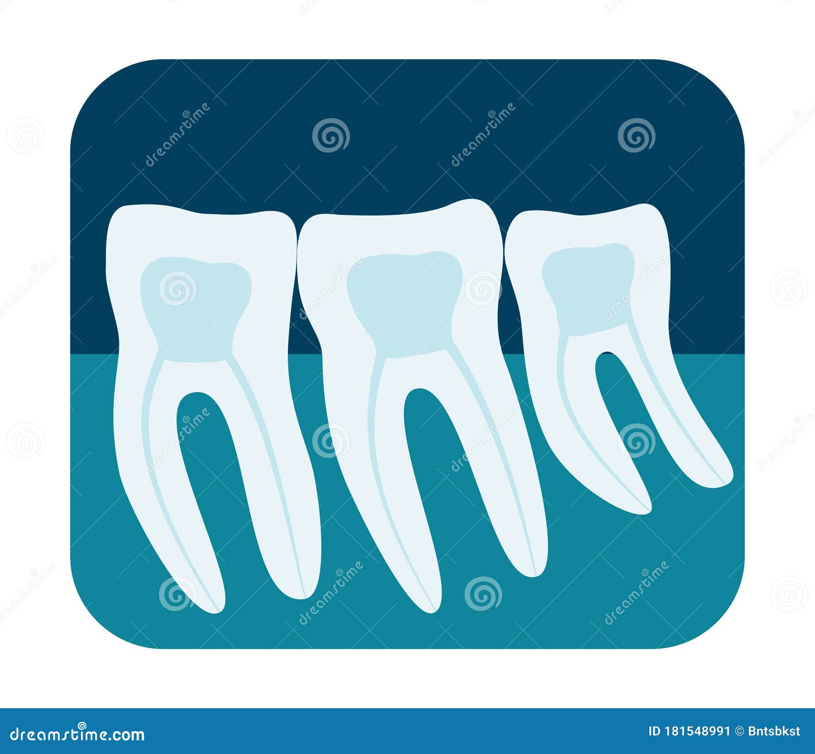 X-ray of Human Teeth. Three Healthy Molars on an X-ray Stock ...