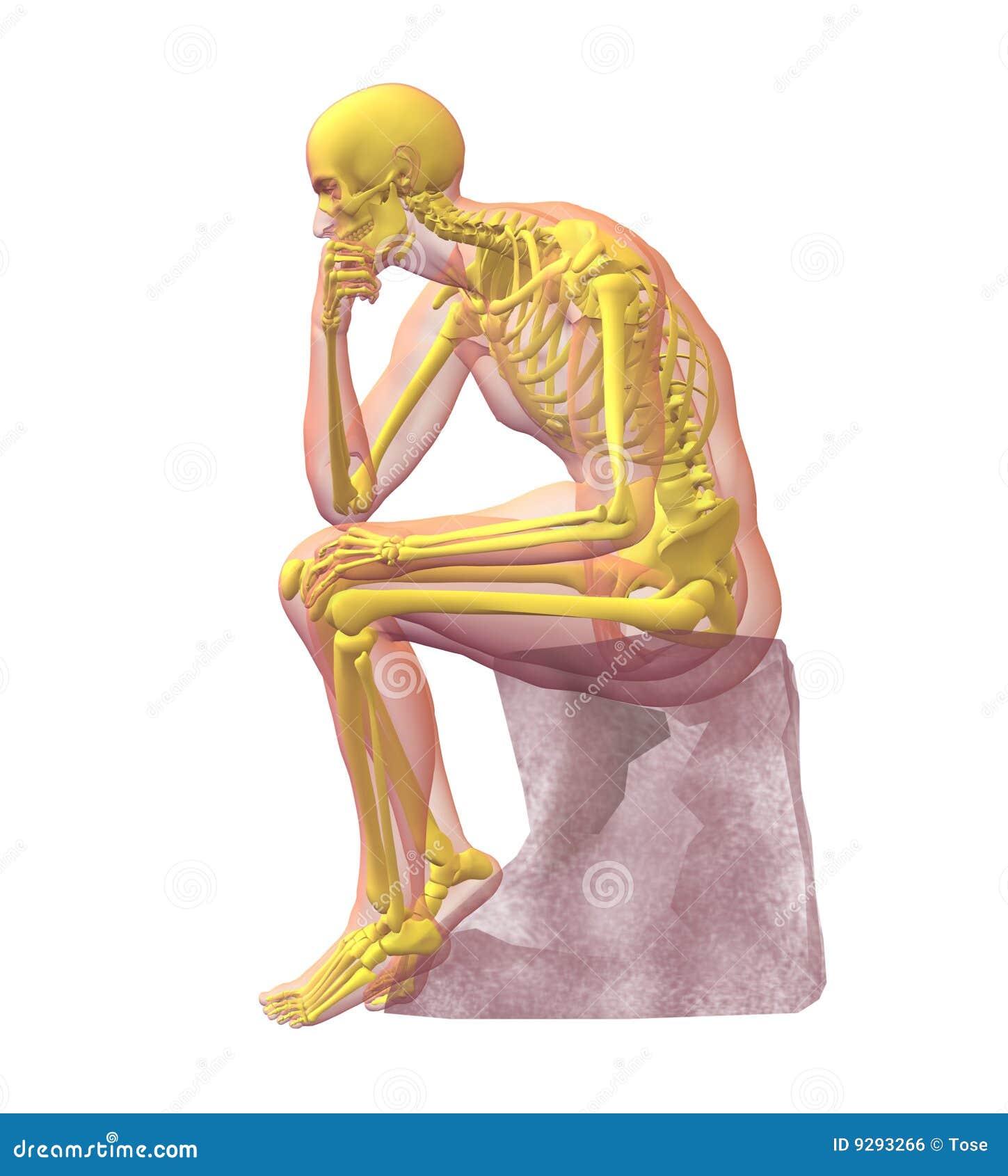 Human Skeleton Drawing Sitting