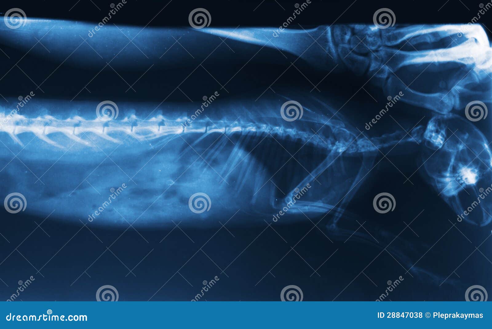 X-ray image of bunny stock photo. Image of scan, medical - 28847038