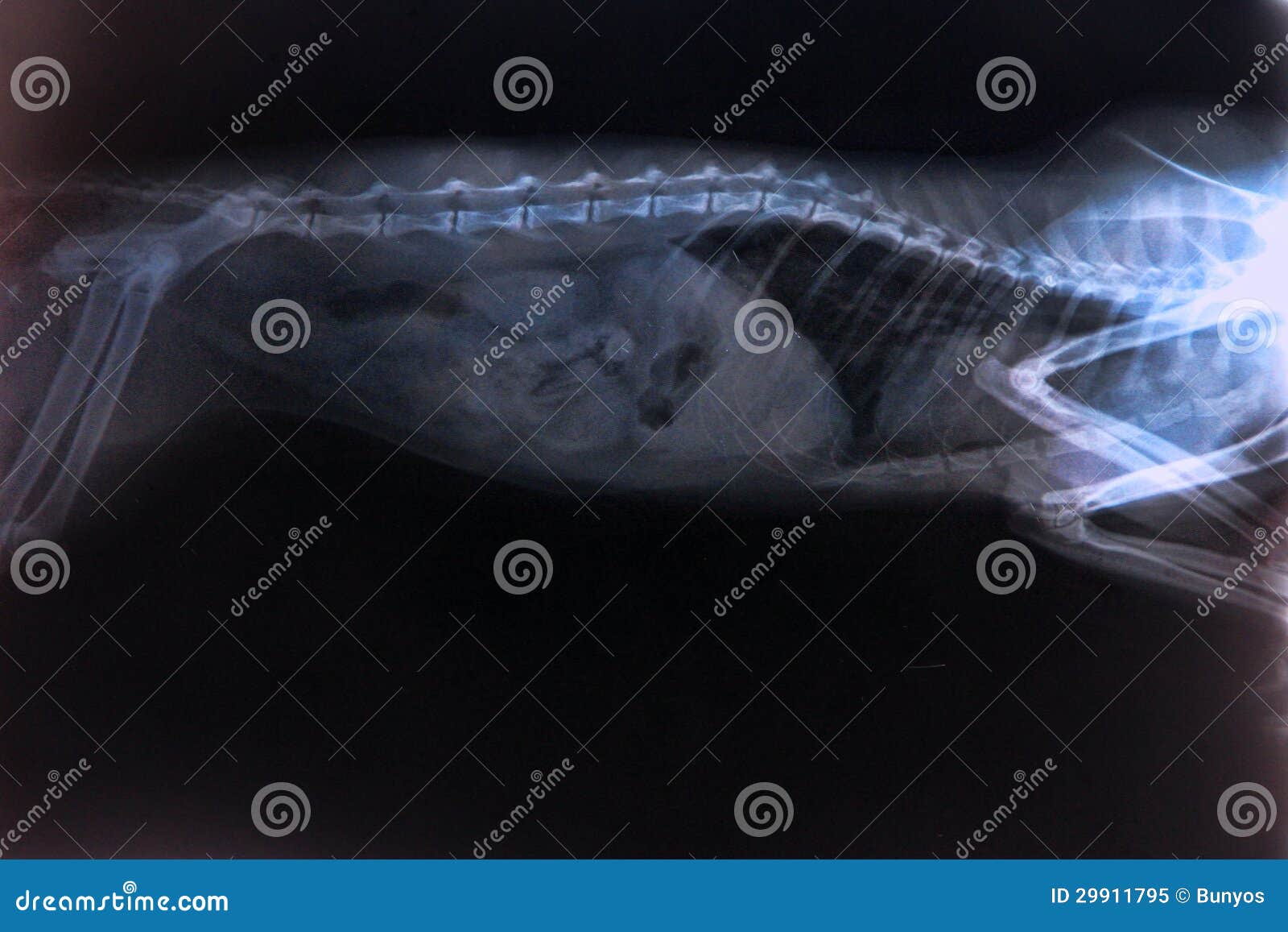 Animal X-ray stock image. Image of medicine, exam, science - 29911795
