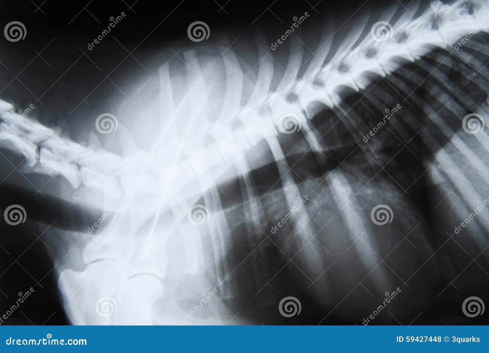 X-ray image of a dog stock photo. Image of practice, physiology - 59427448