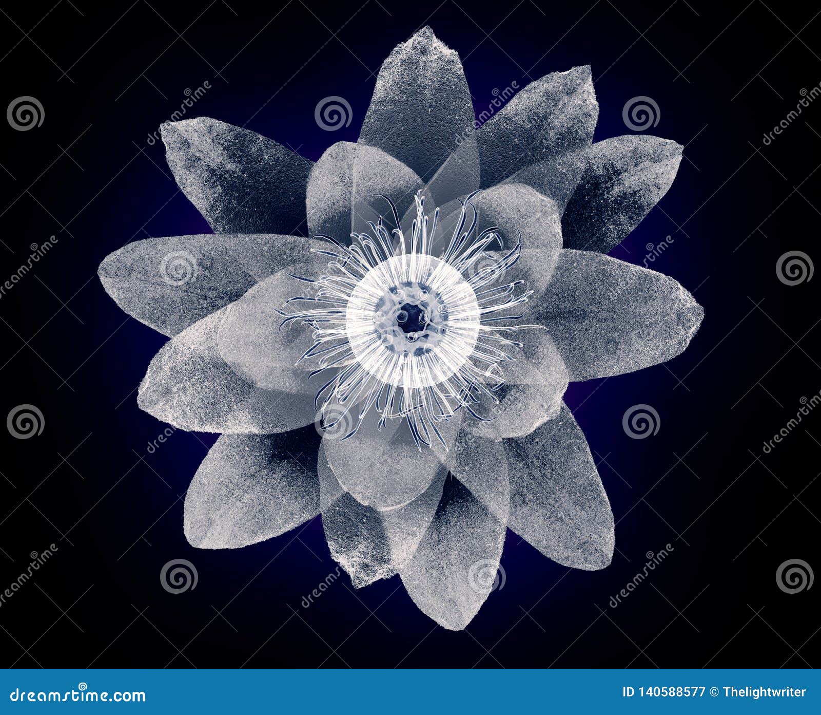 X-ray Image Of Flower Field Isolated On White , The Poppy Papaver Stock ...