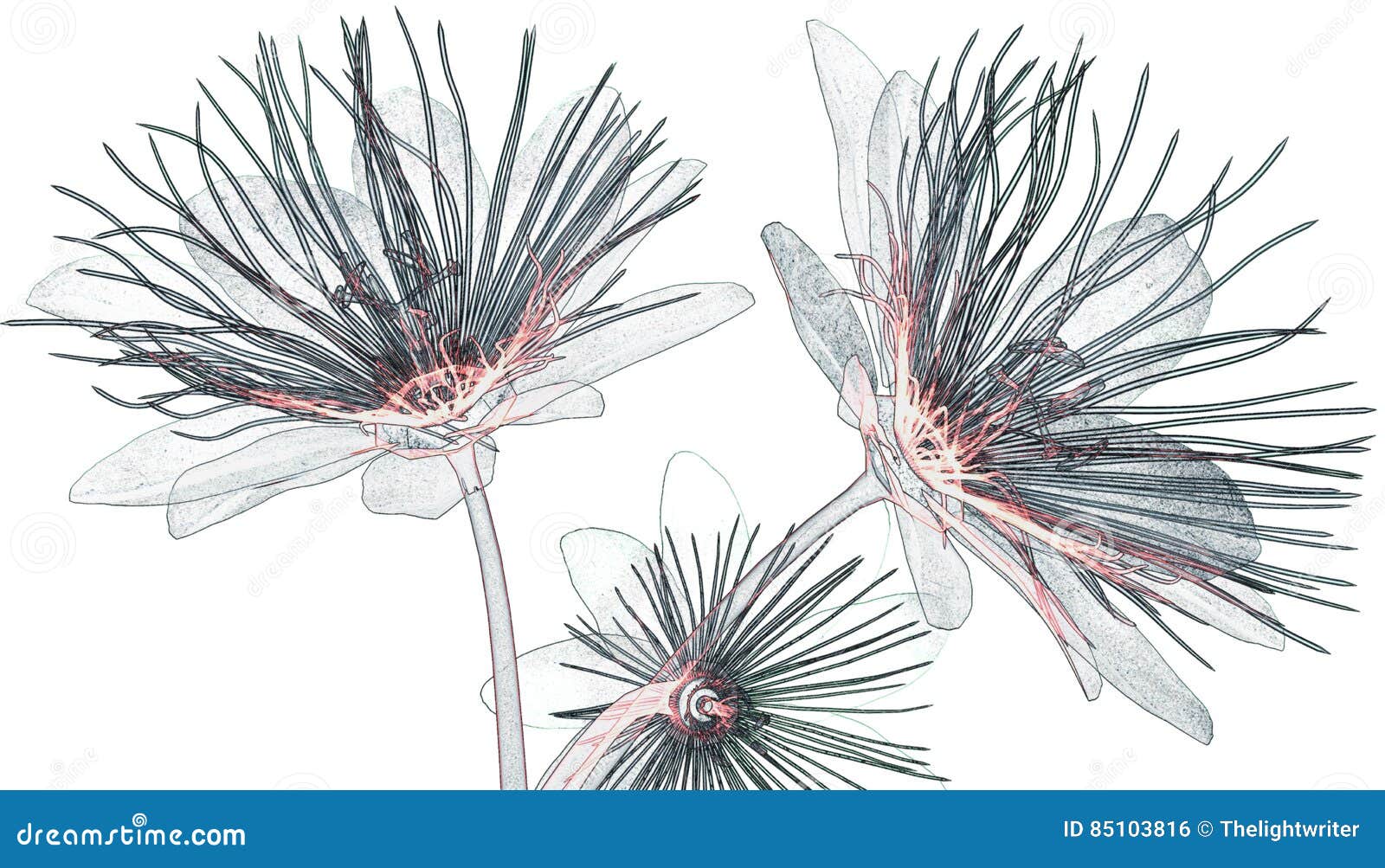 X-ray Image Of Flower Field Isolated On White , The Poppy Papaver Stock ...