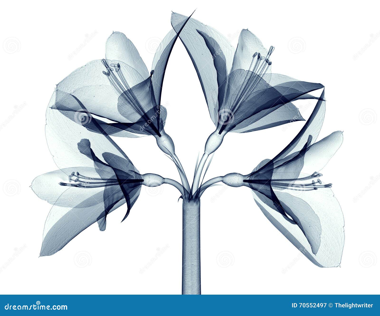 X-ray Image of a Flower Isolated on White , the Amaryllis Stock ...