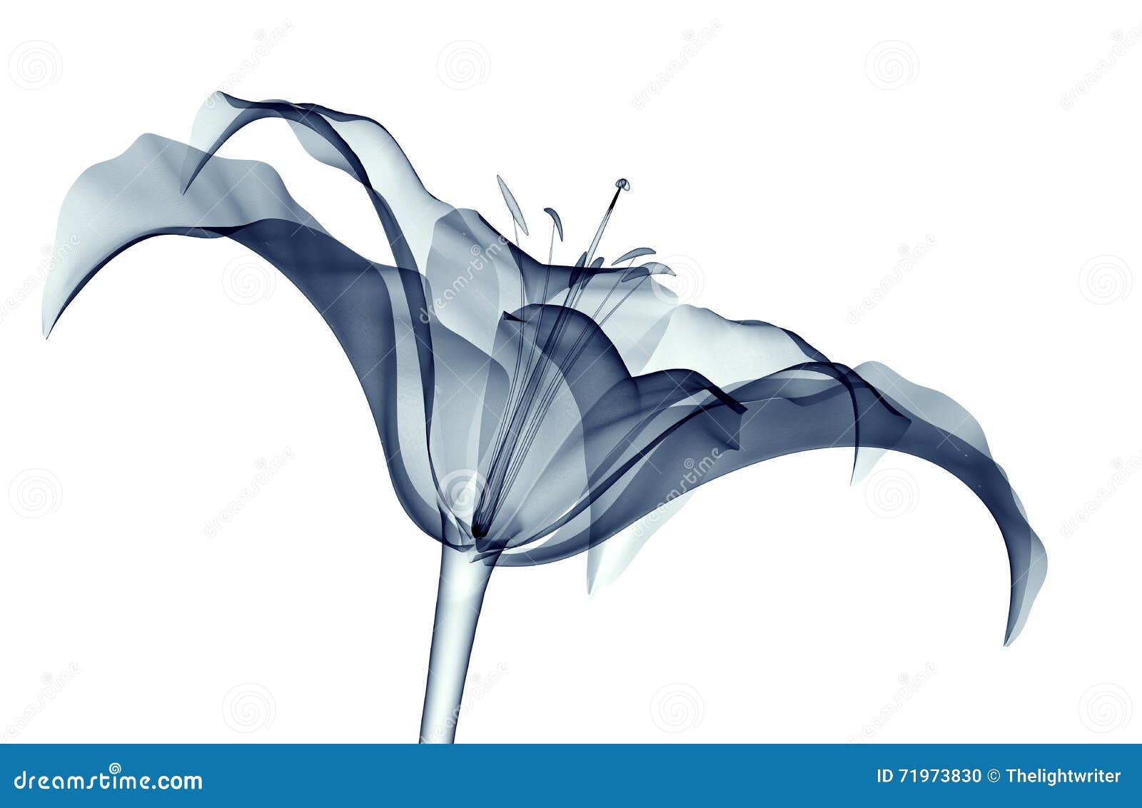 X-ray Image of a Flower Isolated on White , the Lilly Stock ...