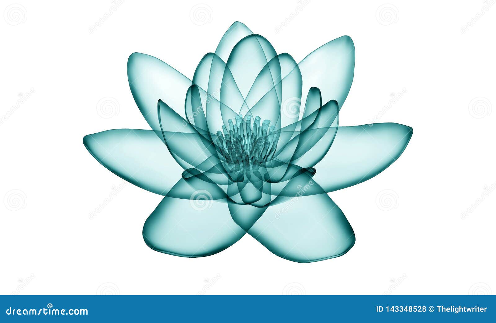 X-ray Image of a Flower Isolated on White, the Lotus 3d Illustration ...