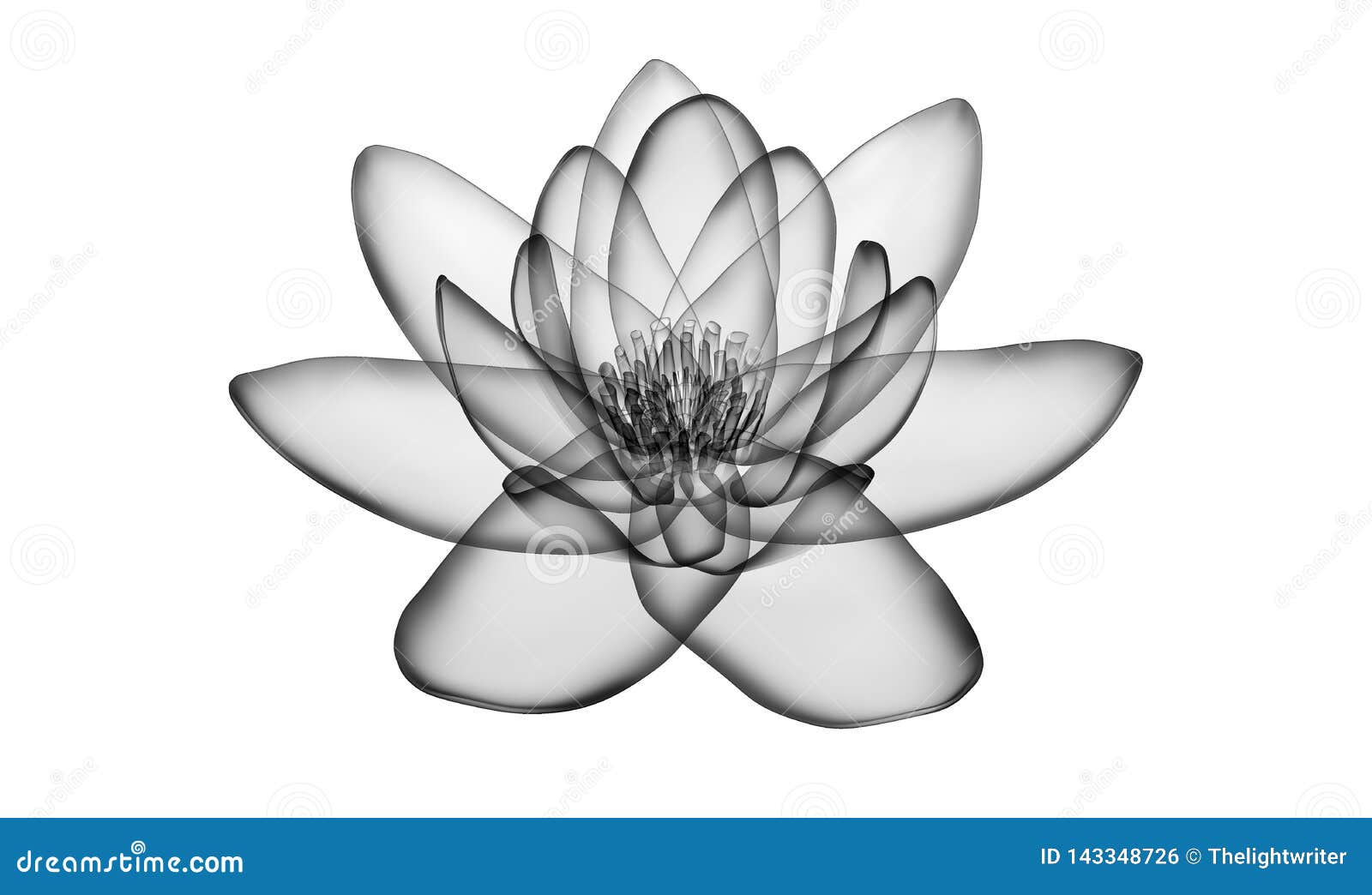 X-ray Image of a Flower Isolated on White, the Lotus 3d Illustration ...