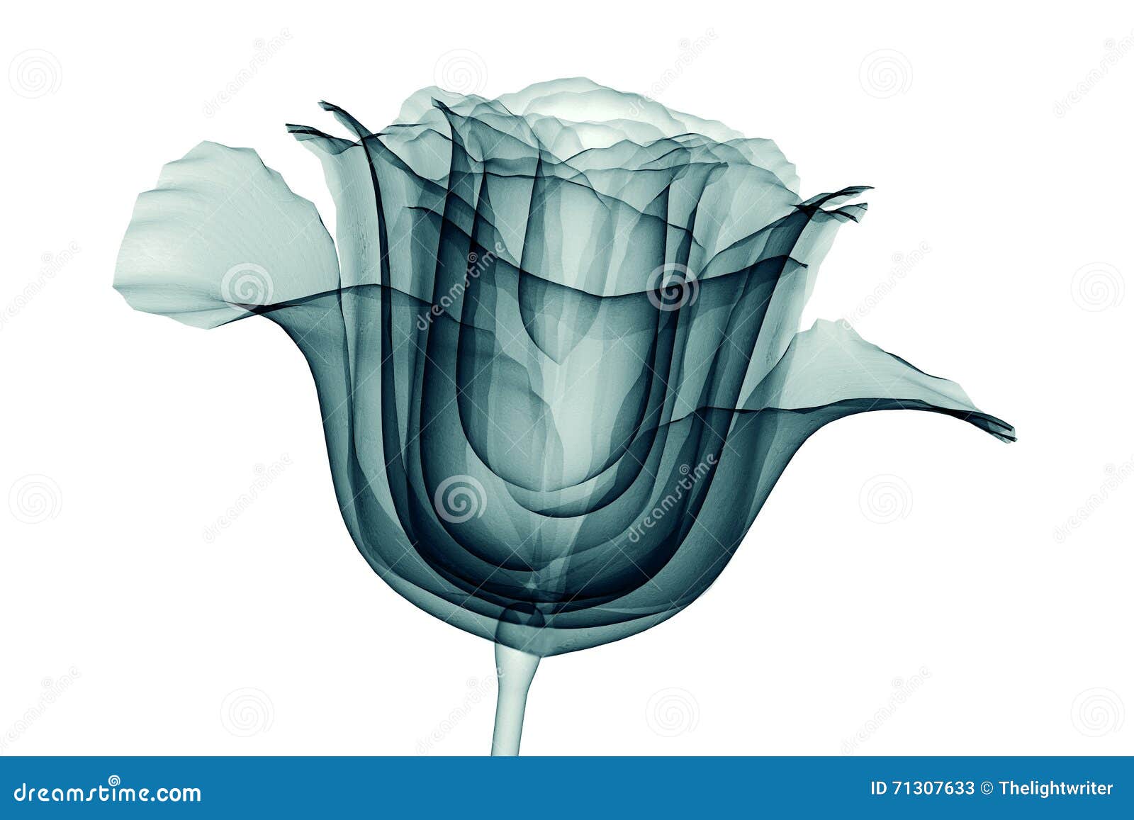 X-ray Image of a Flower Isolated on White , the Rose Stock Illustration ...