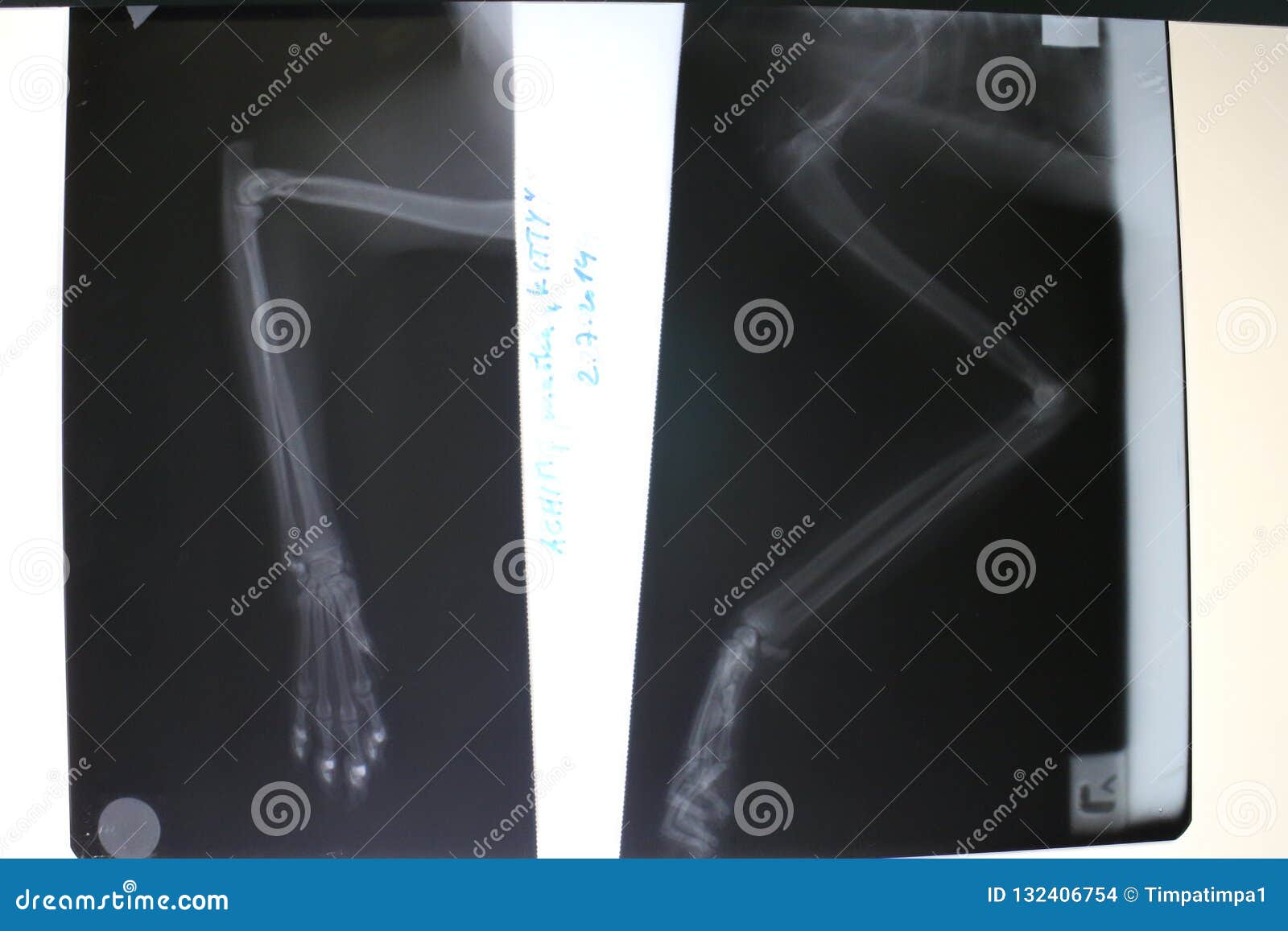 X-ray Image of Forelimb by Cat Stock Photo - Image of kitty, anatomy ...