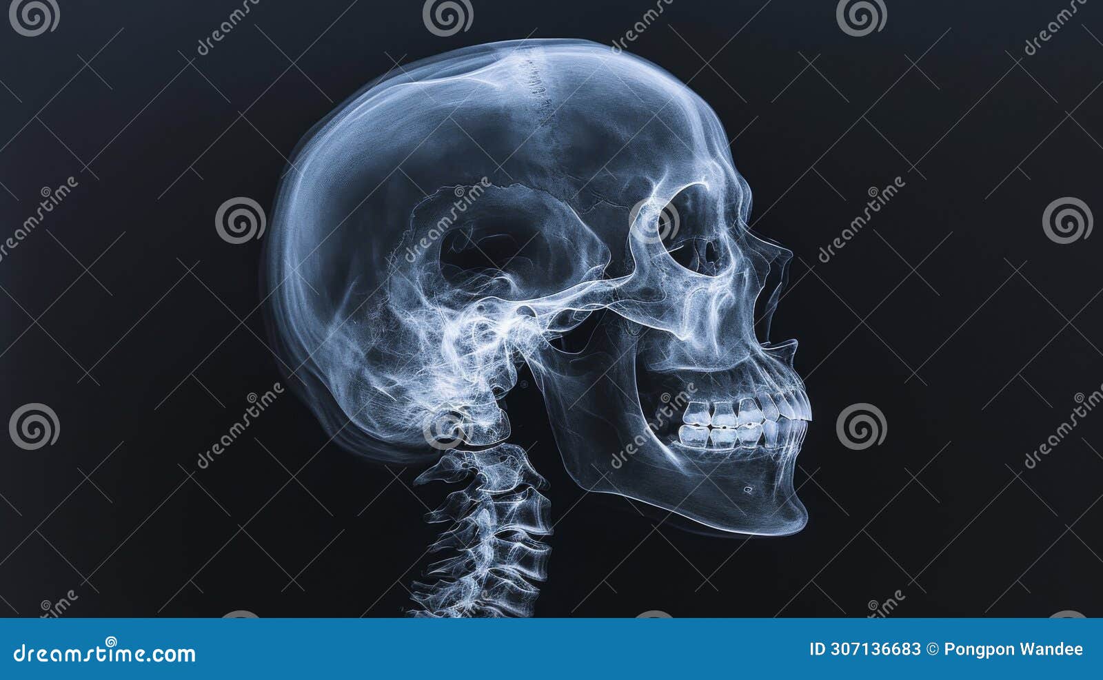 X-Ray Image of Human Skull Anatomy and Structure Stock Illustration ...