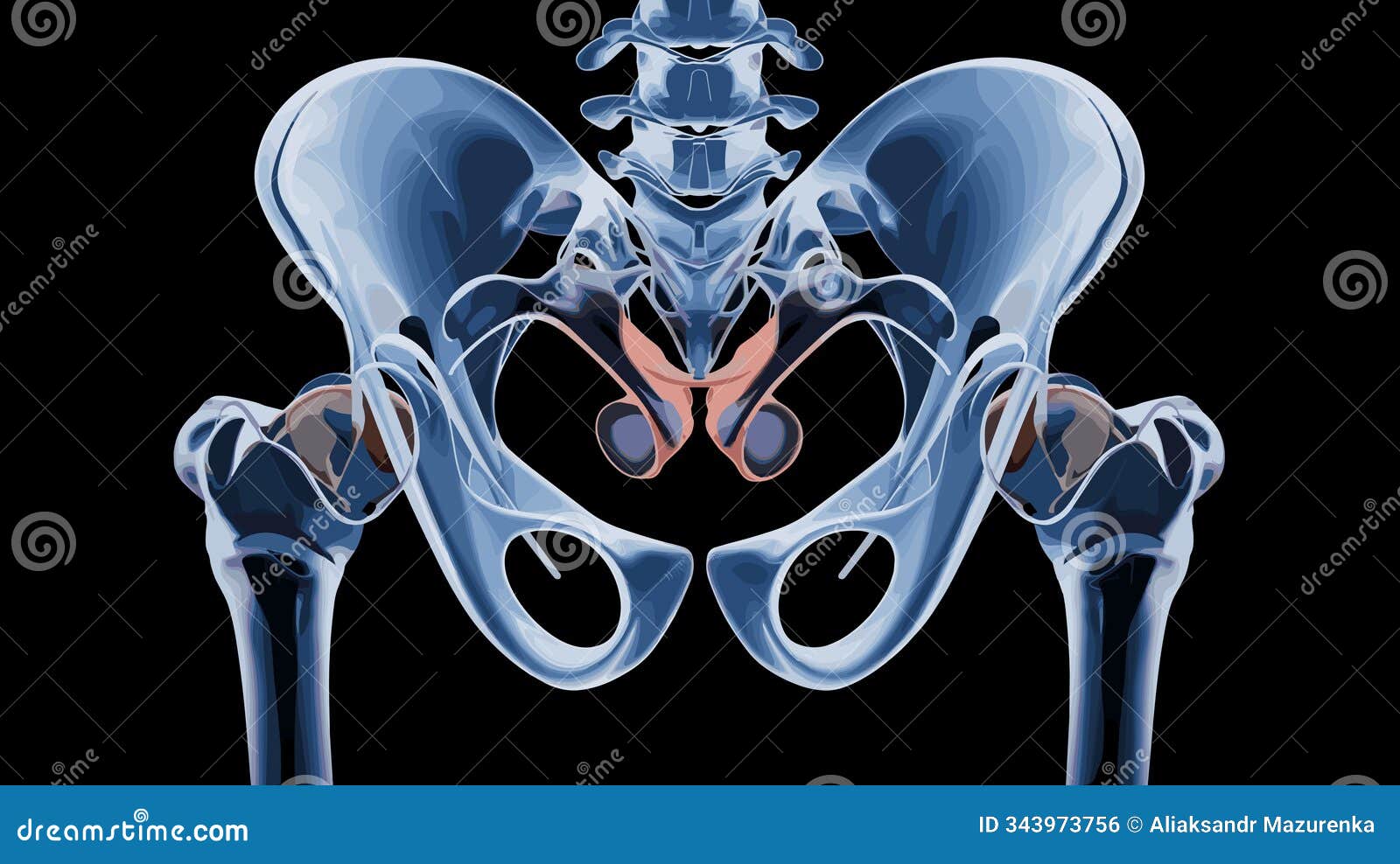 An X-ray Image Providing a Clear View of the Skeletal Framework of the ...