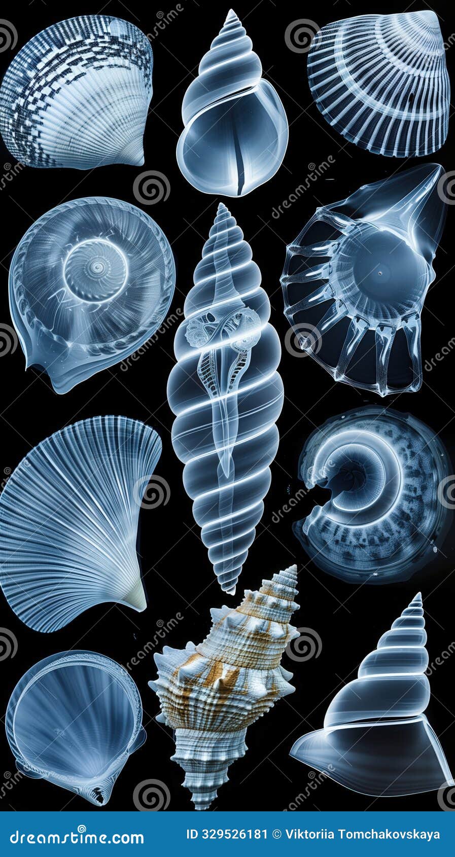 X-ray Image of Seashells Displaying Intricate Internal Structures on a ...
