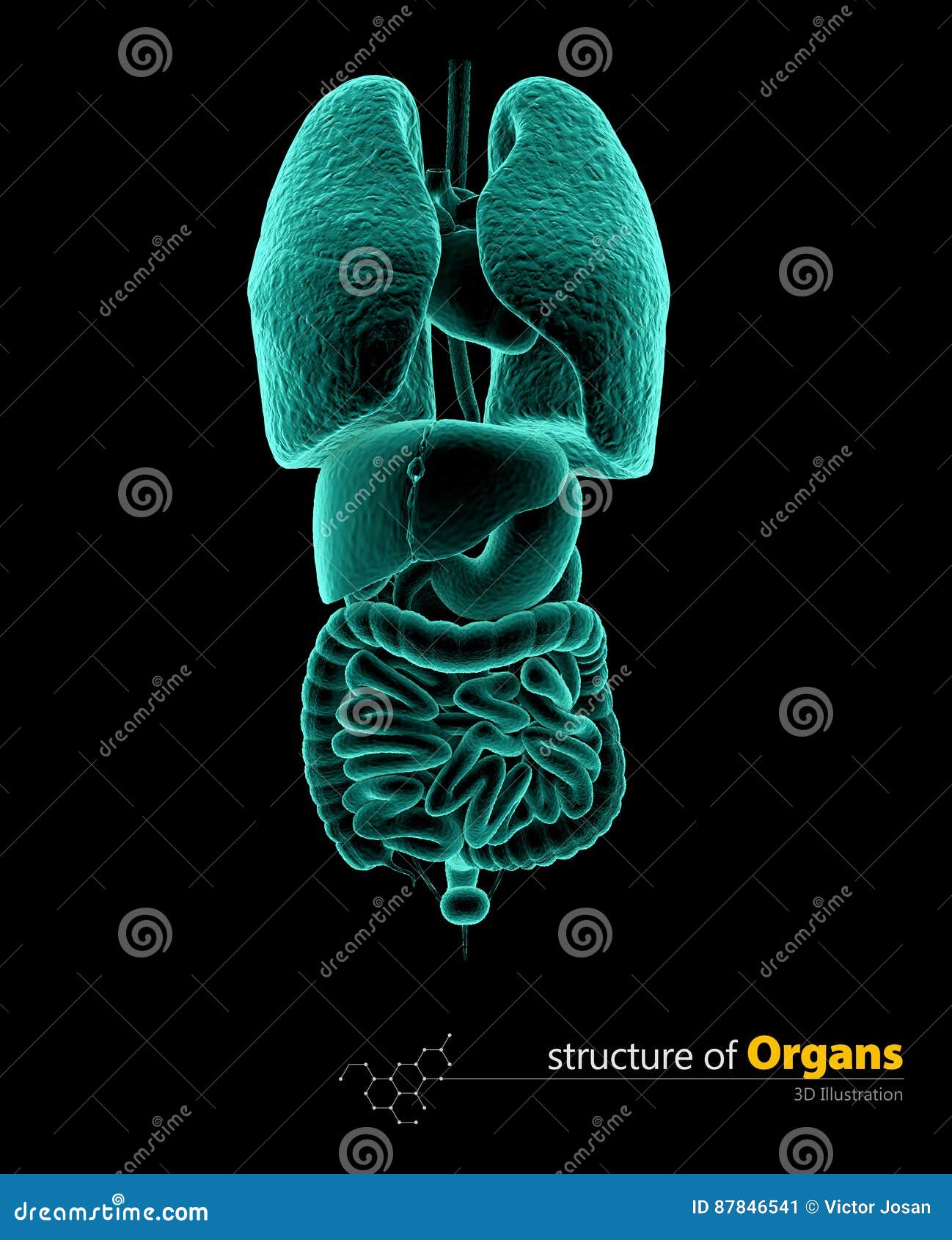 X-ray Internal Organs Set, Illustartion Isolated Black Background Stock ...