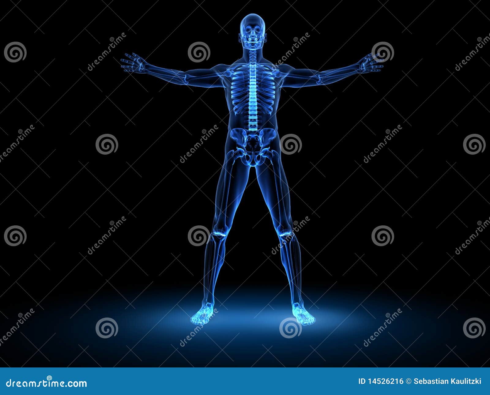 X-ray male model stock illustration. Illustration of biology - 14526216