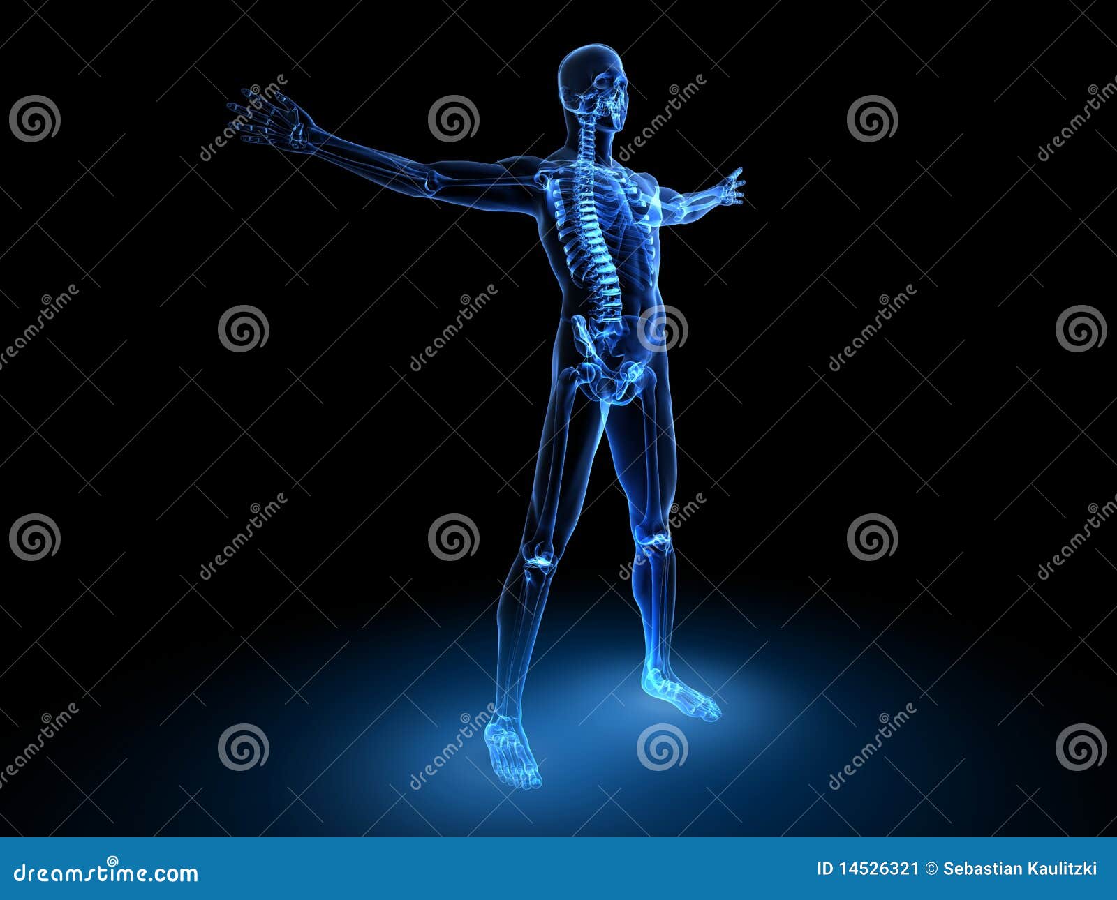 X-ray male model stock illustration. Illustration of medical - 14526321