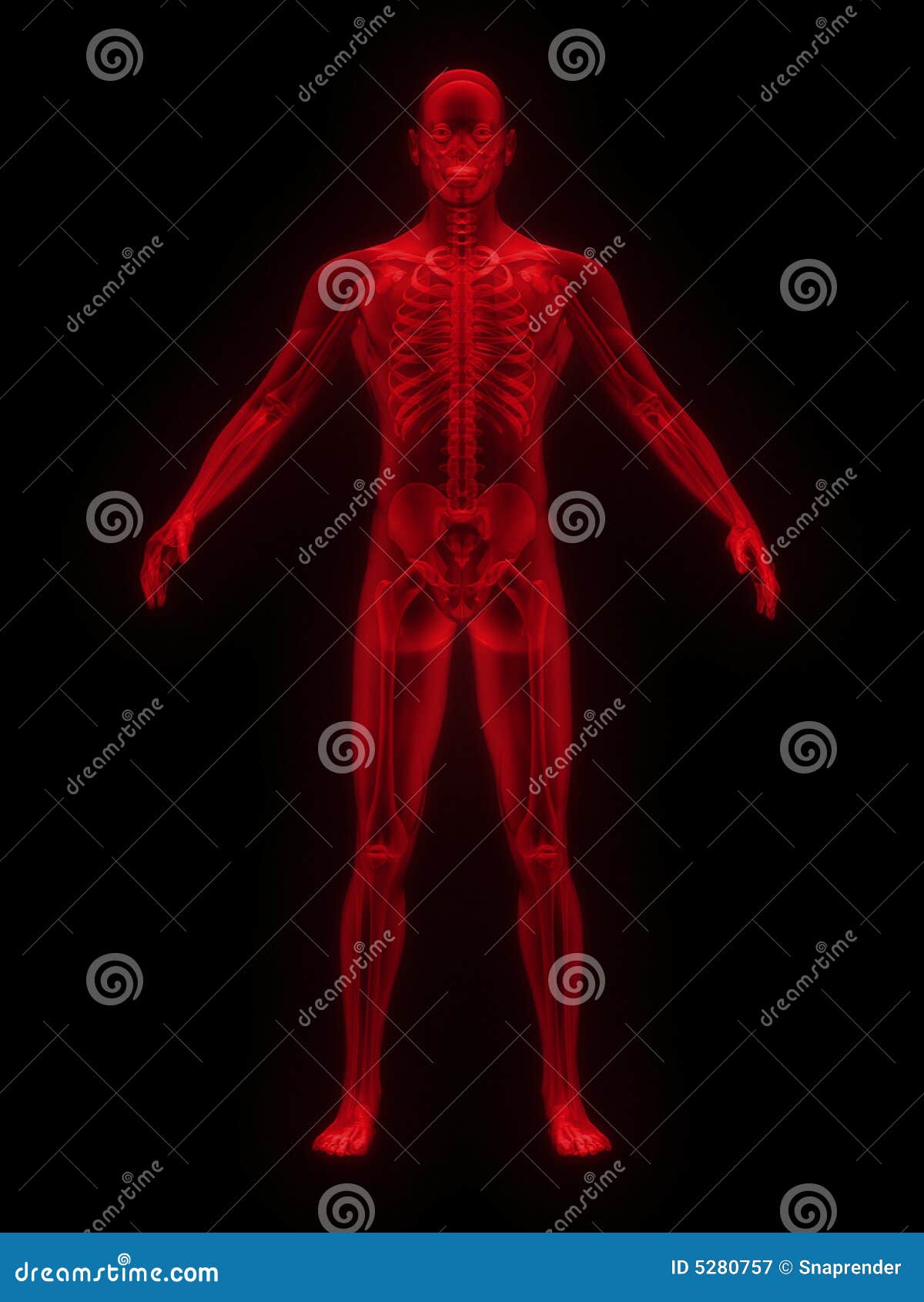 X-ray of Man Red Front View Stock Illustration - Illustration of male ...