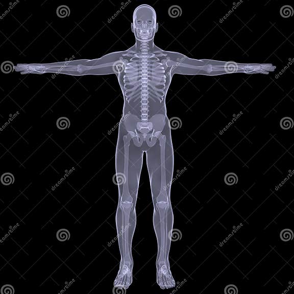 X-ray of man stock illustration. Illustration of anatomical - 30406618