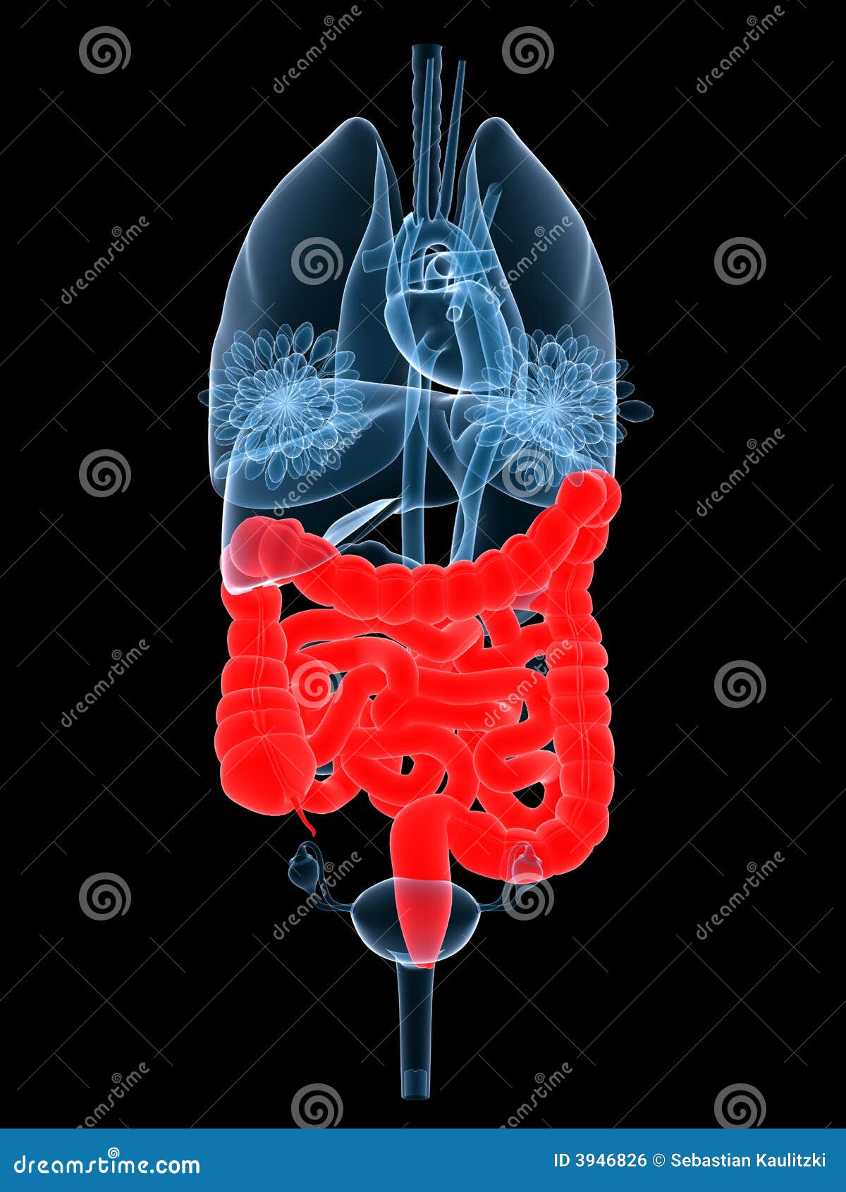 Highlighted Intestines Stock Illustration | CartoonDealer.com #5563633