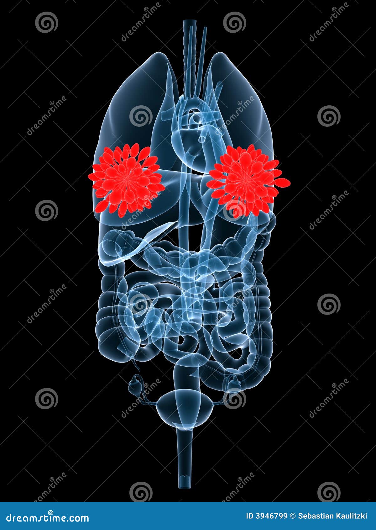 X-ray organs-mammary gland stock illustration. Illustration of ...