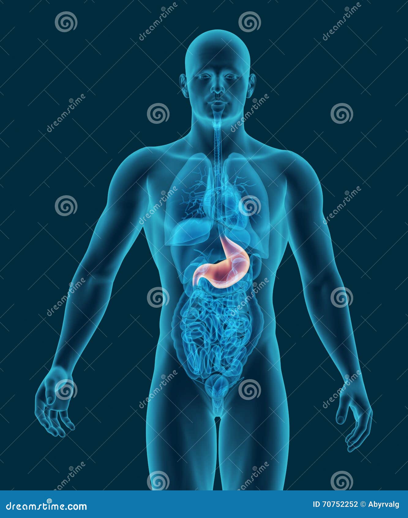 X-ray Picture of Human Stomach Visible 3d Illustration Stock ...