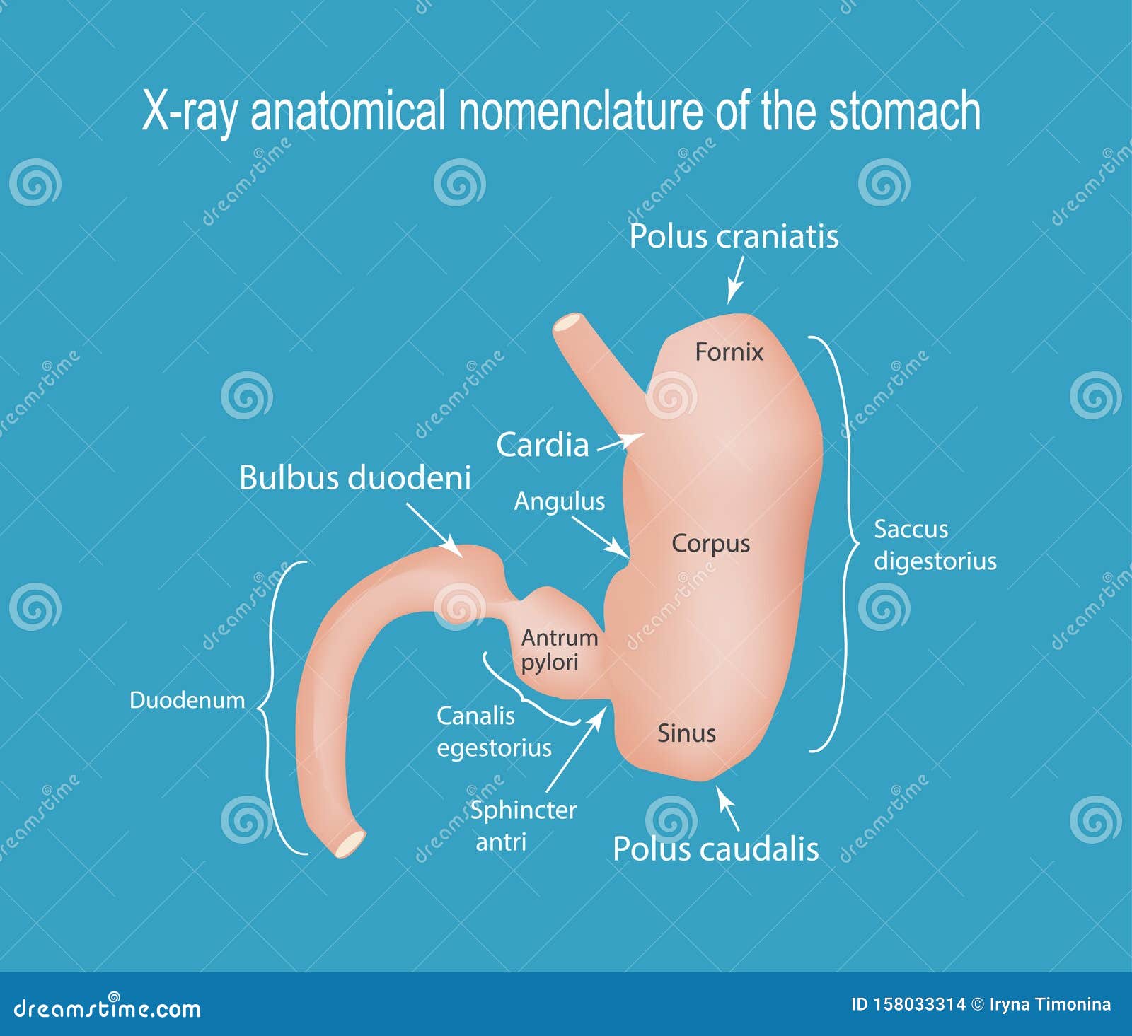 X-ray Range of the Stomach. Vector Illustration on a Blue Background ...