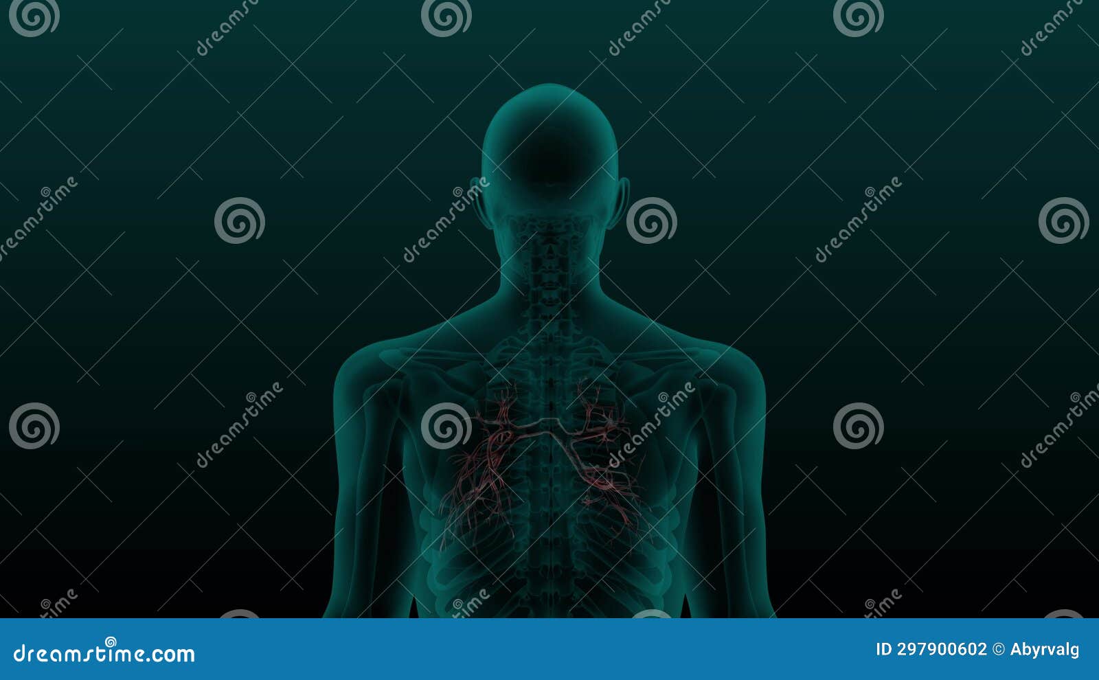 X-ray Scan of the Human Chest with Visible Organs of the Respiratory ...