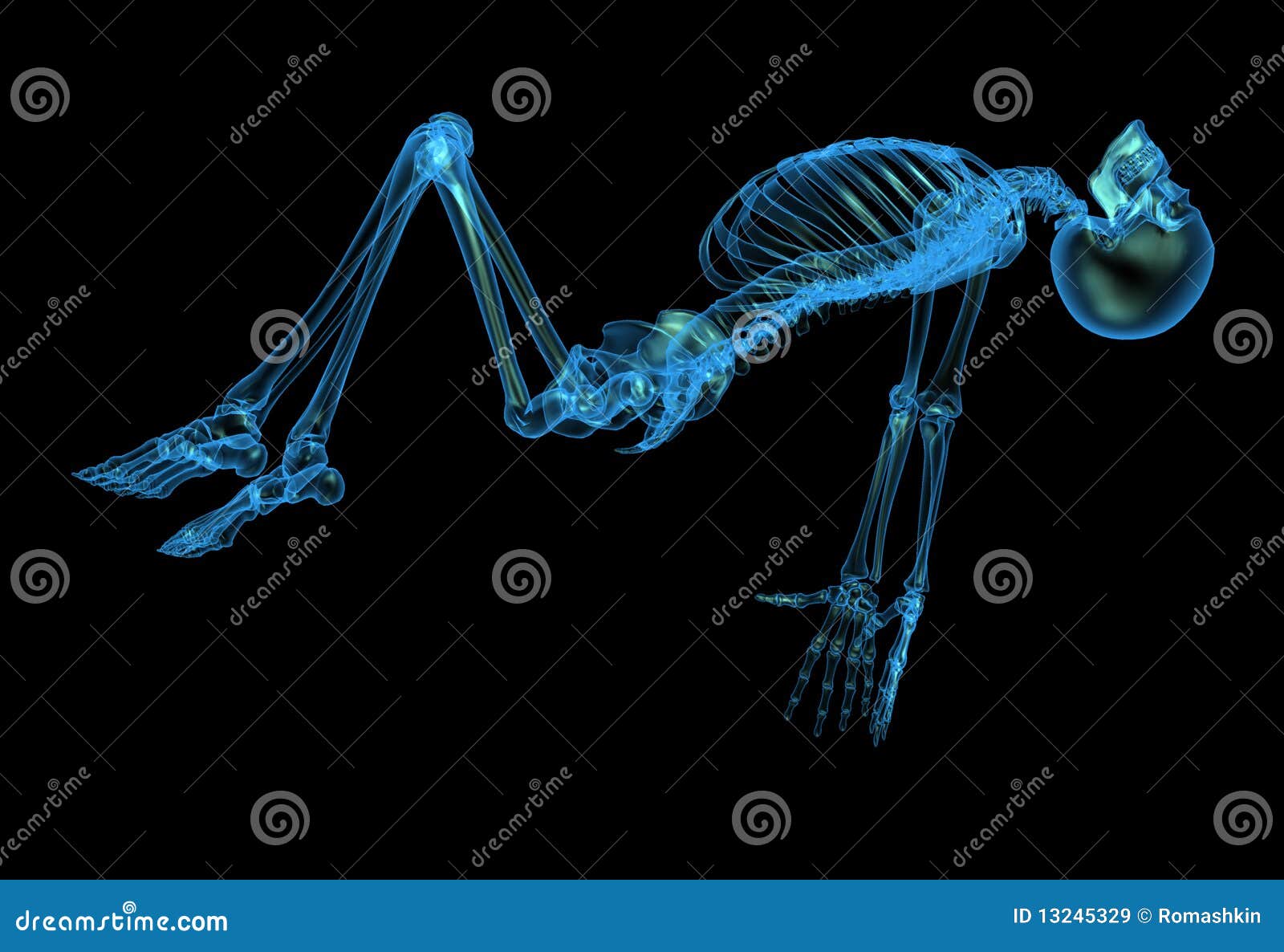 Xray Skeleton