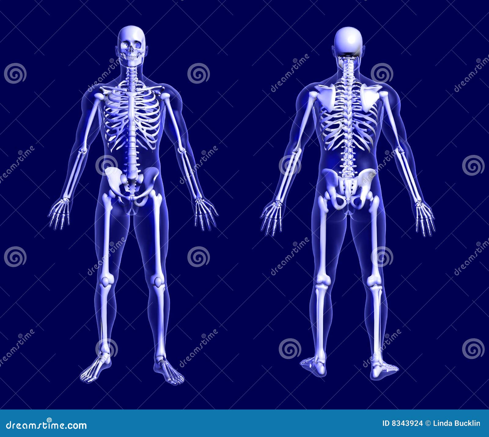 X-Ray Skeleton on Blue stock illustration. Illustration of male - 8343924