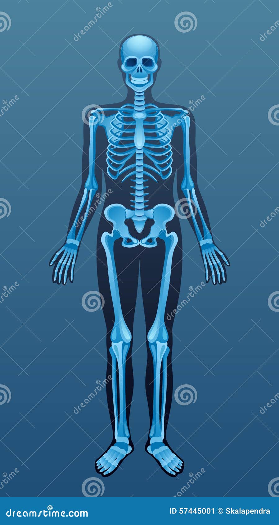 X Ray Human Skeleton