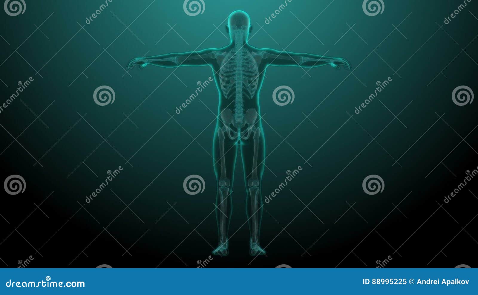X Ray Skeleton Looping Animation Stock Video - Video of hospital ...