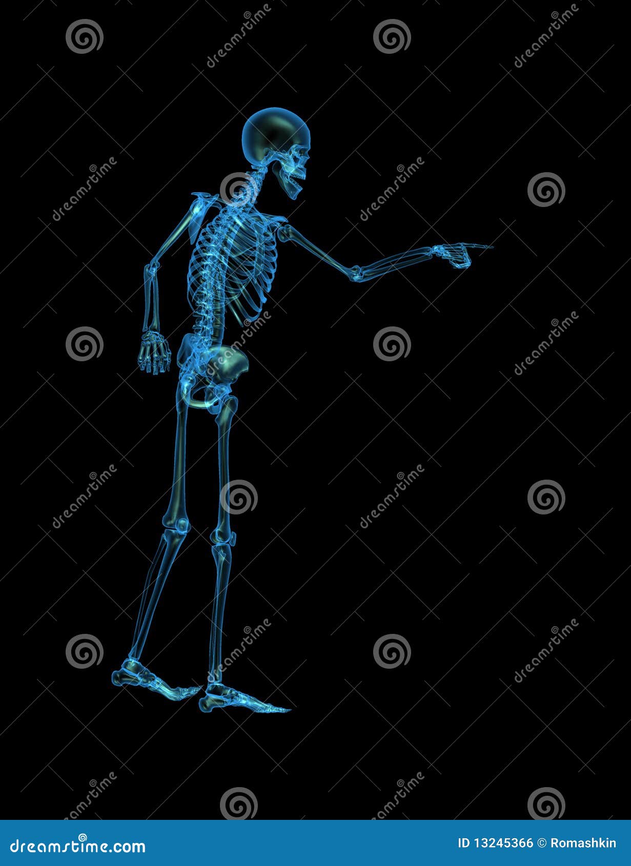 X-ray skelton stock illustration. Illustration of skeleton - 13245366