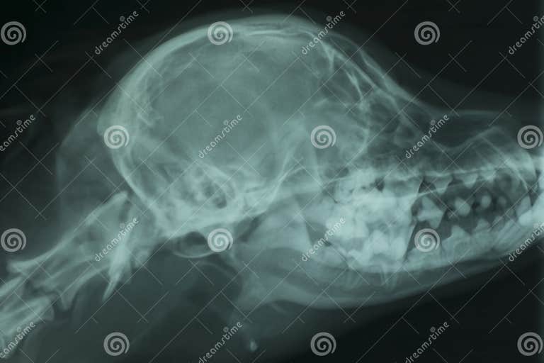 X-ray of the Skull of a Dog Stock Image - Image of radiology, film ...