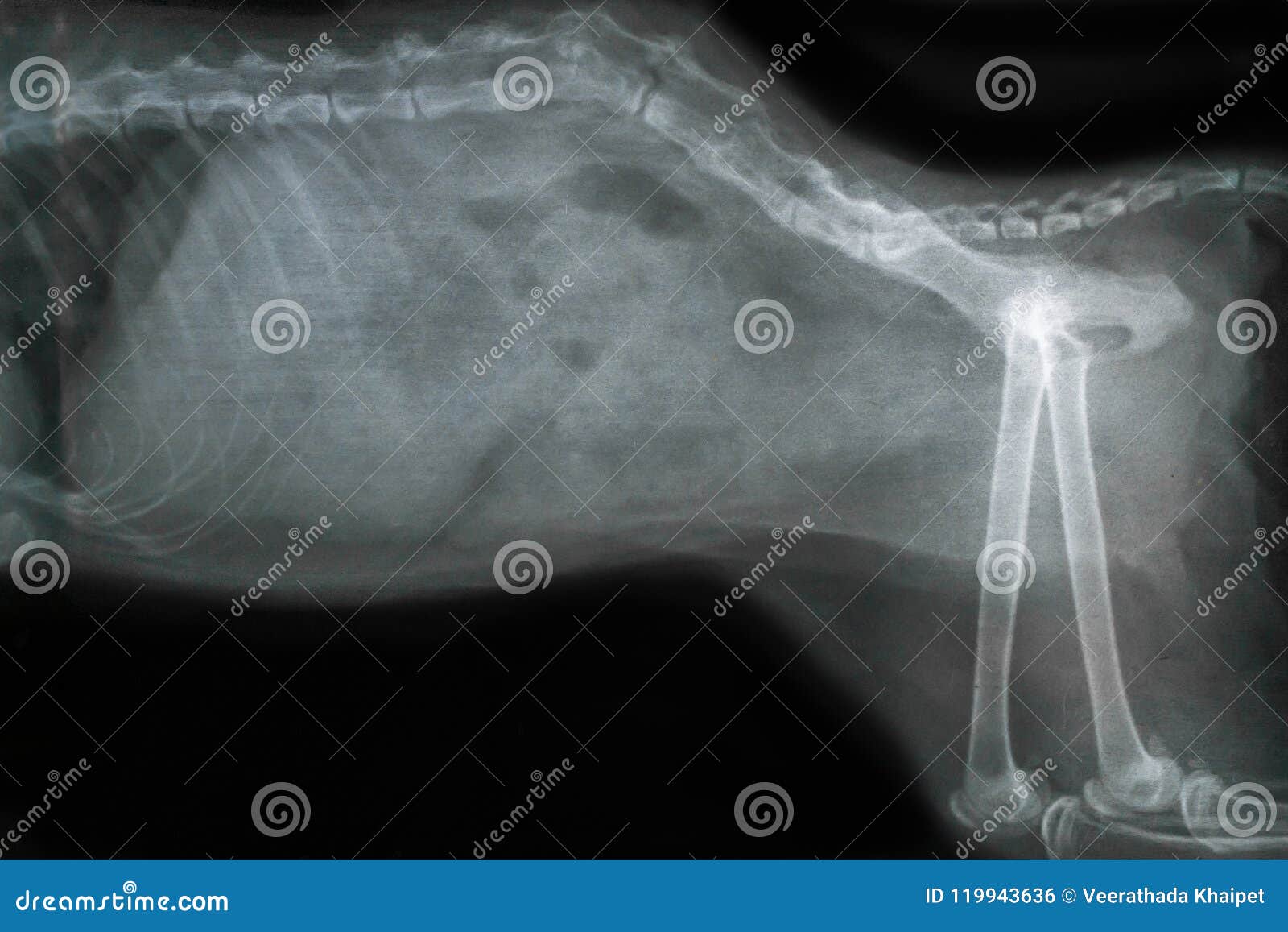 X ray for spine of dog stock photo. Image of healthcare - 119943636
