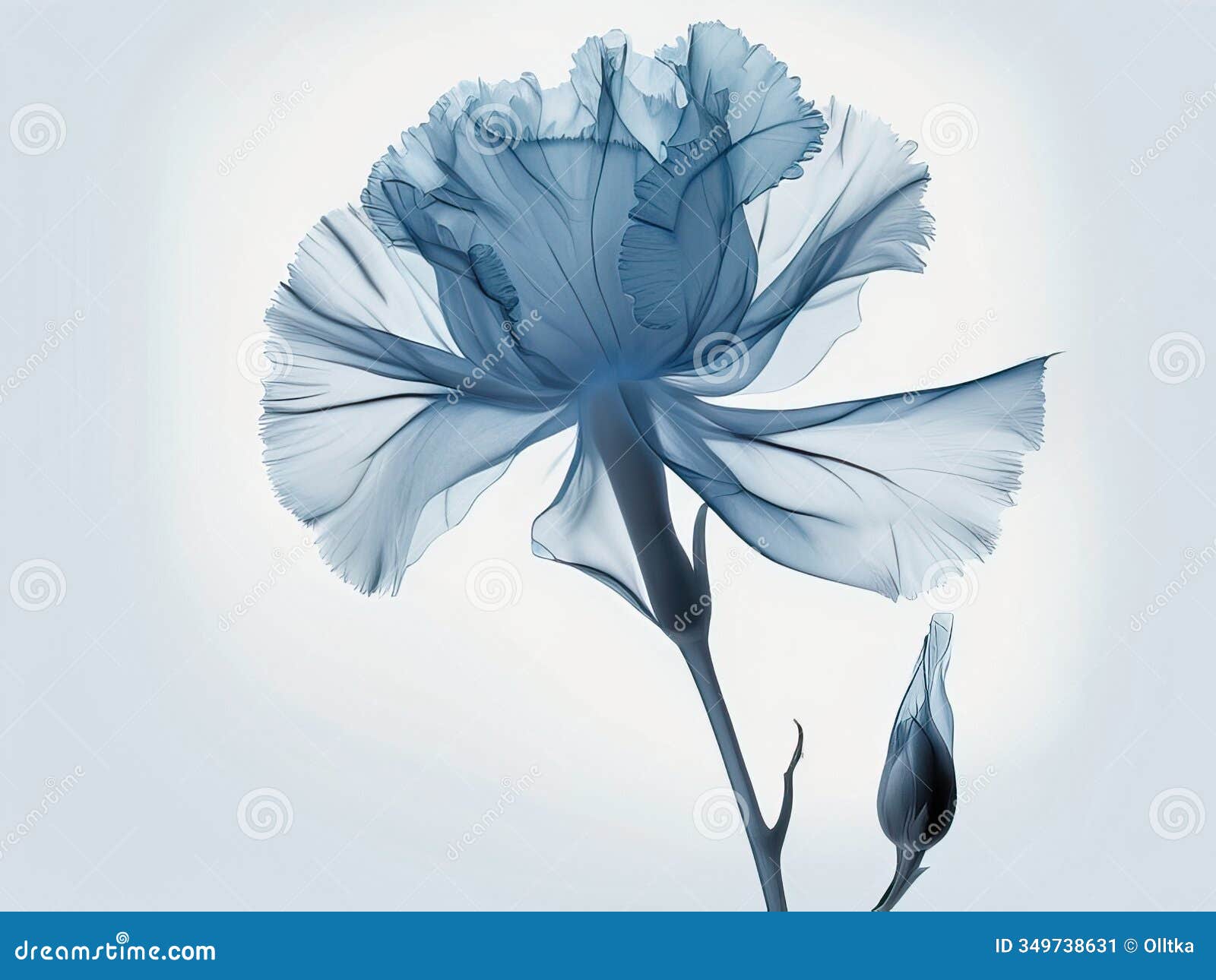 X-ray Style Image Delicate Carnation, Floral Structure, White and Blue ...
