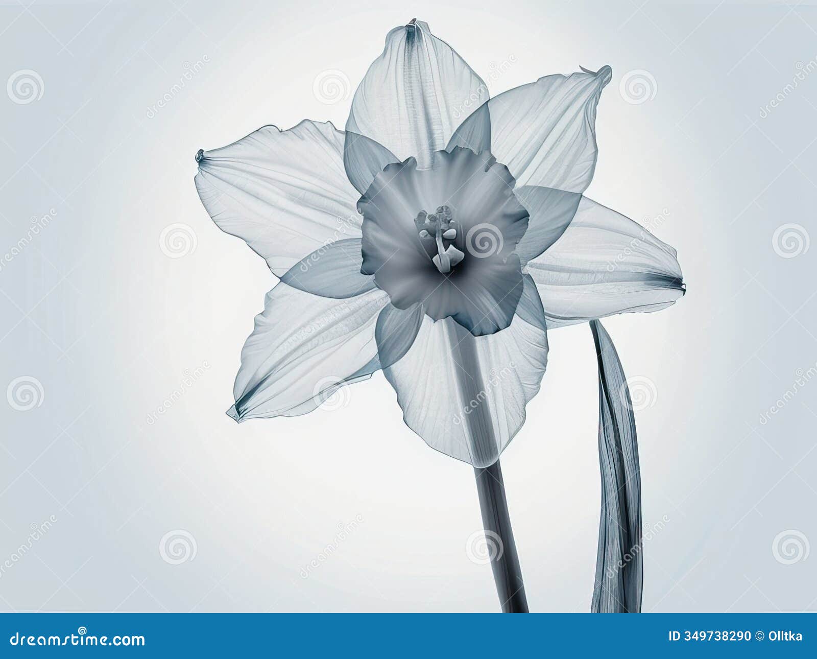 X-ray Style Image of Delicate Daffodil, Showcasing Detailed Floral ...