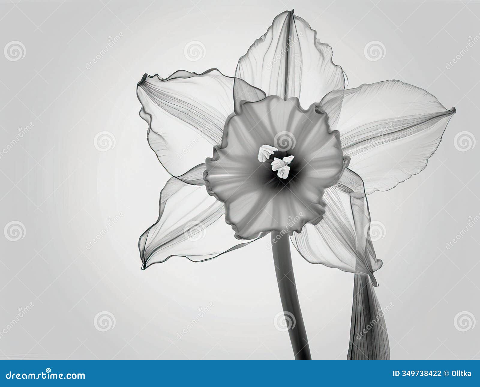 X-ray Style Image of Delicate Daffodil, Showcasing Detailed Floral ...