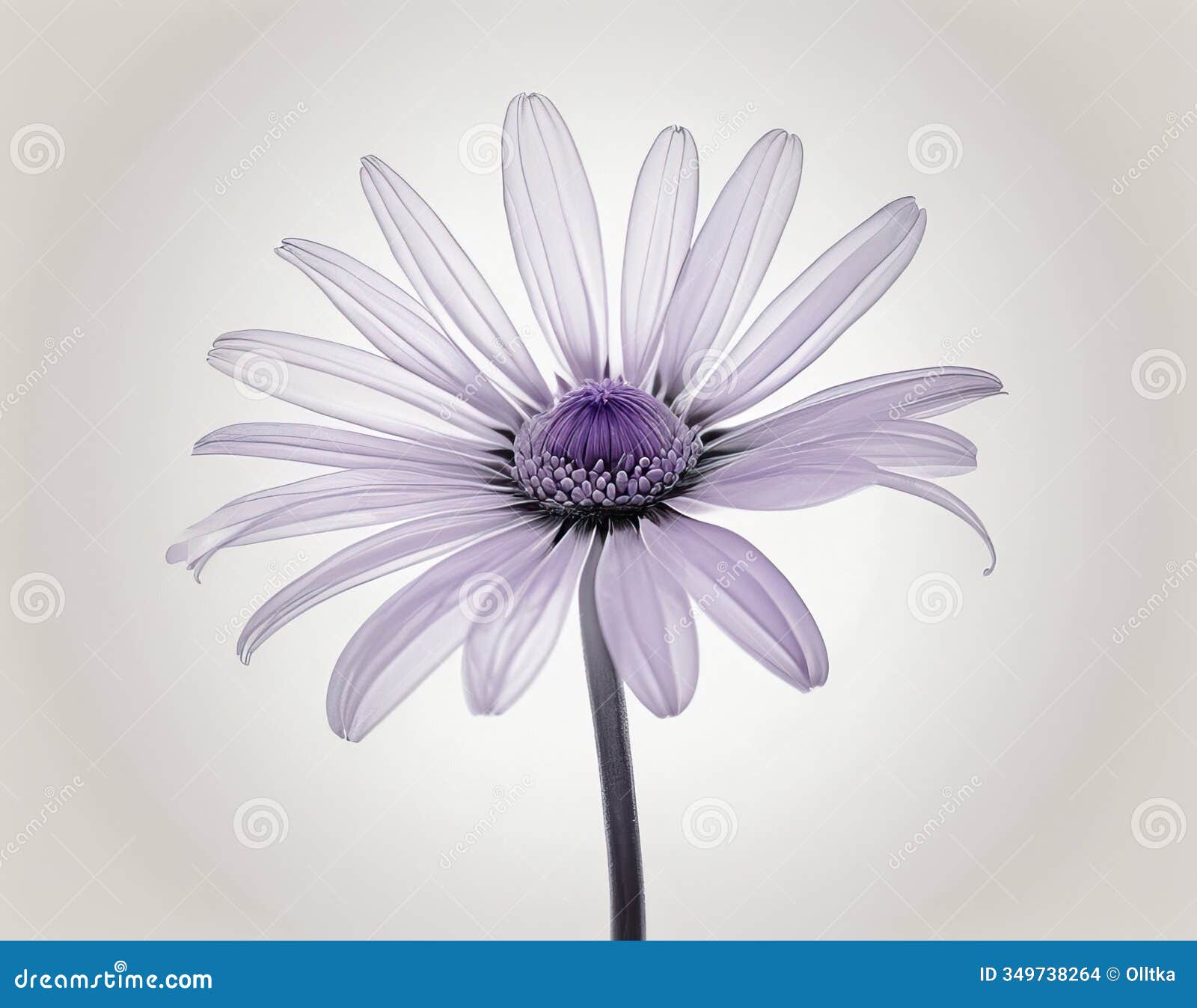 X-ray Style Image of Delicate Daisy, Floral Structure, White, Violet ...