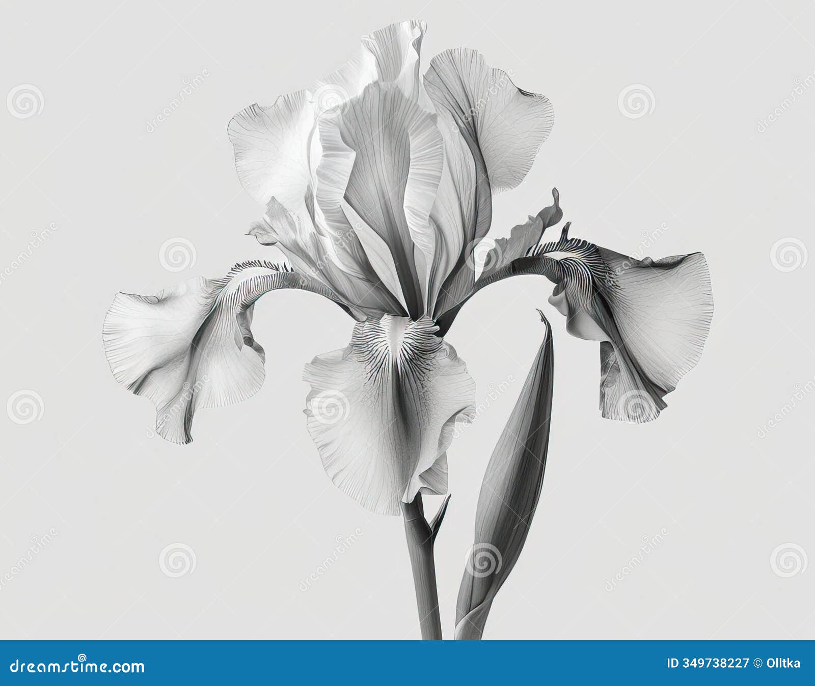 X-ray Style Image of Delicate Iris, Showcasing Detailed Floral ...