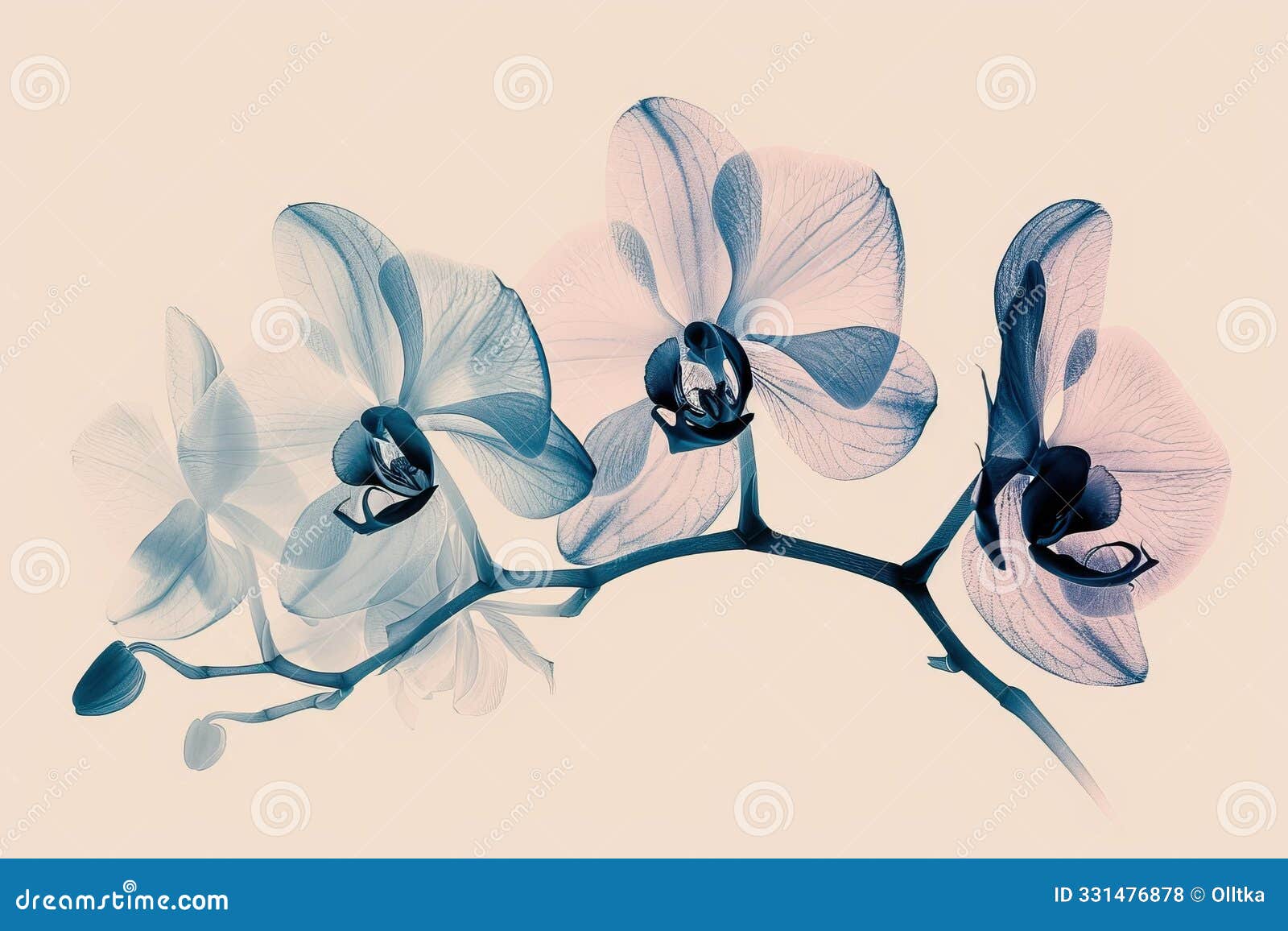 X-ray Style Image of Delicate Orchid, Showcasing Detailed Floral Structure Stock Photo - Image ...