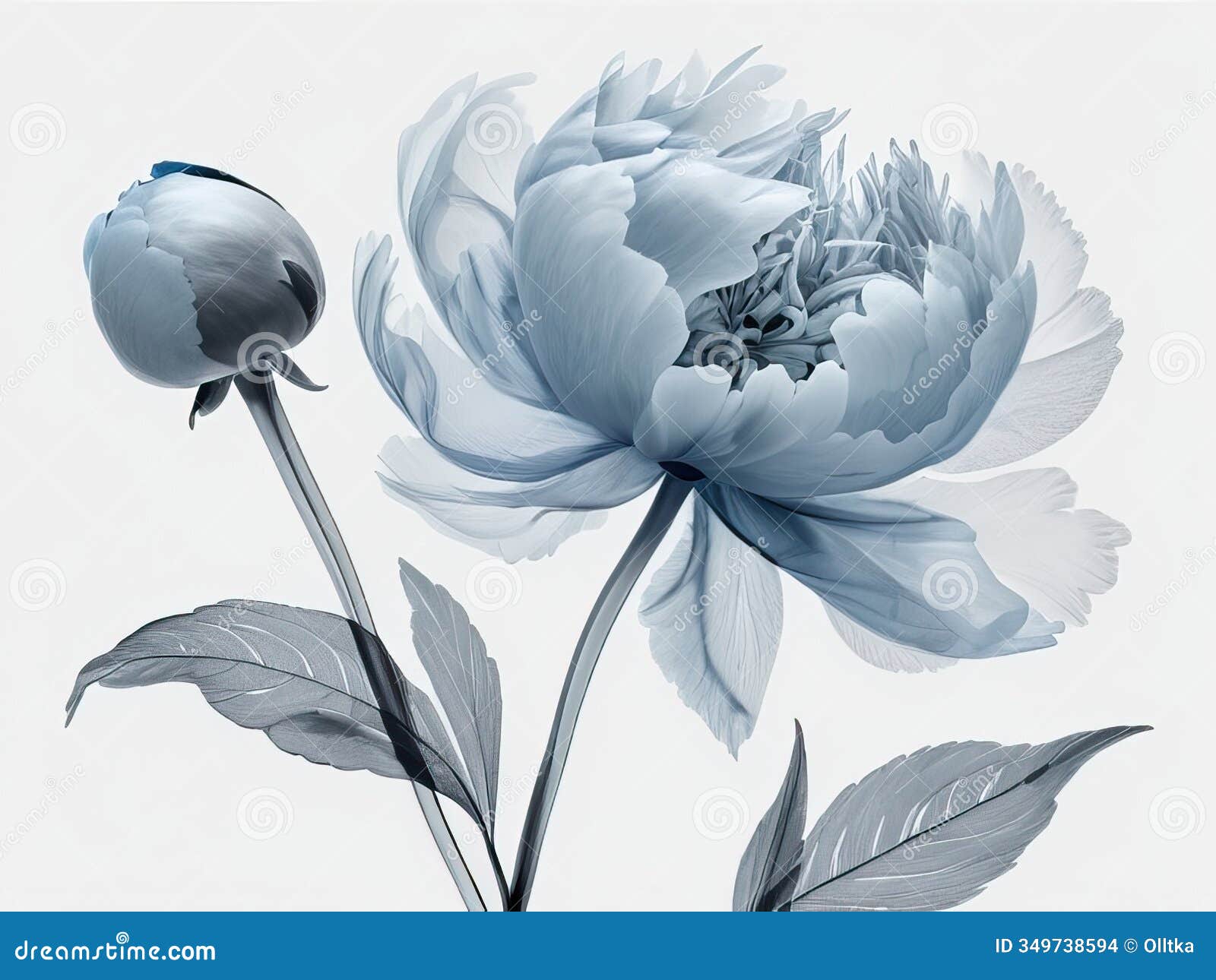 X-ray Style Image of Delicate Peony, Showcasing Detailed Floral ...