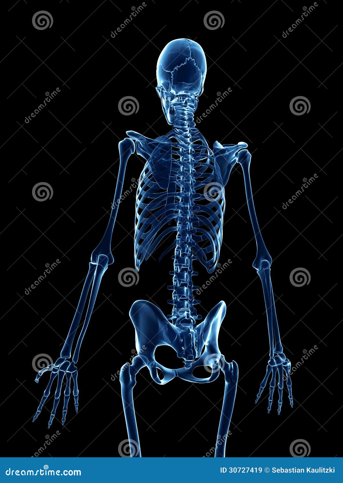 X-ray style skeleton stock illustration. Illustration of skeleton ...
