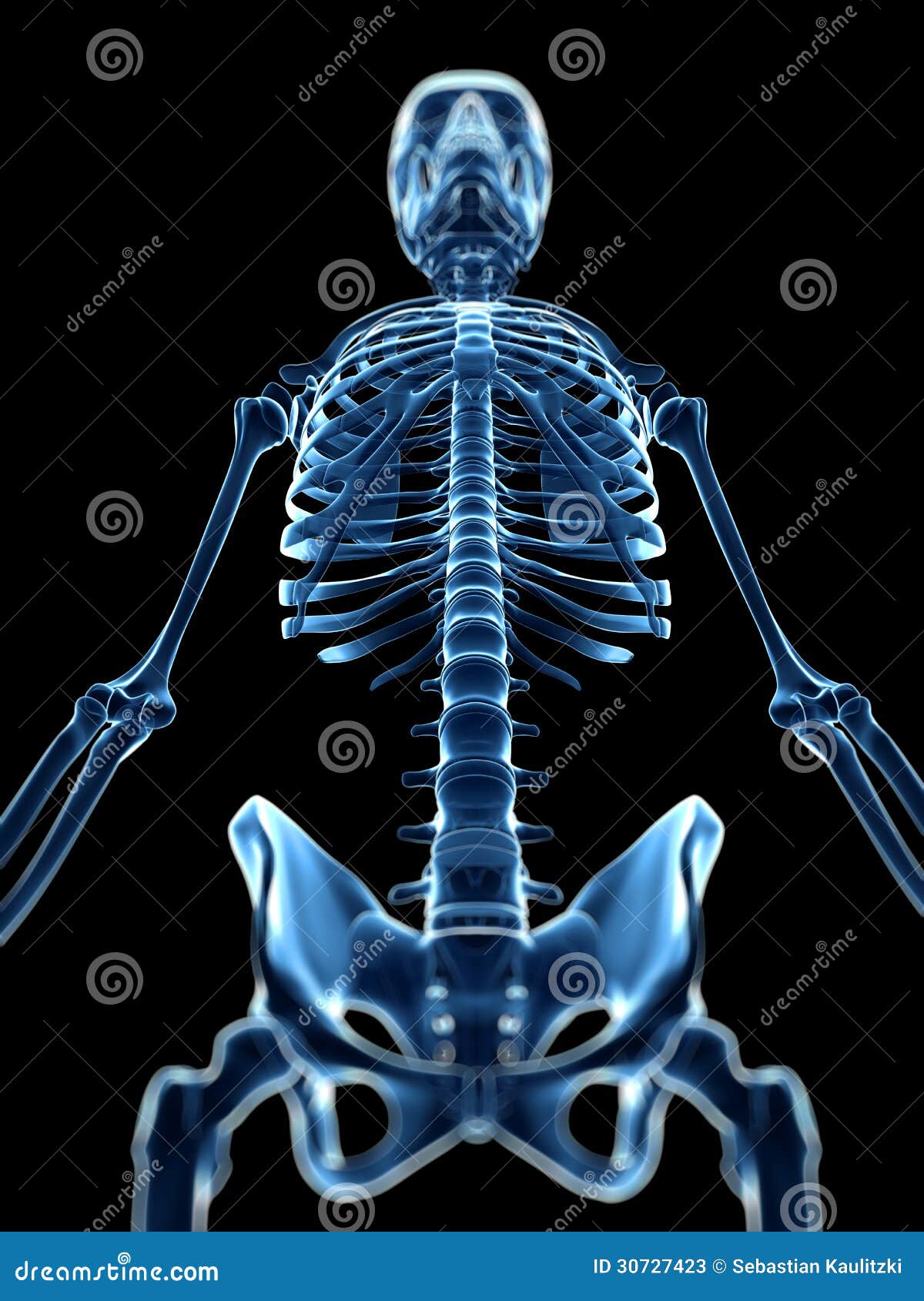 Xray Skeleton